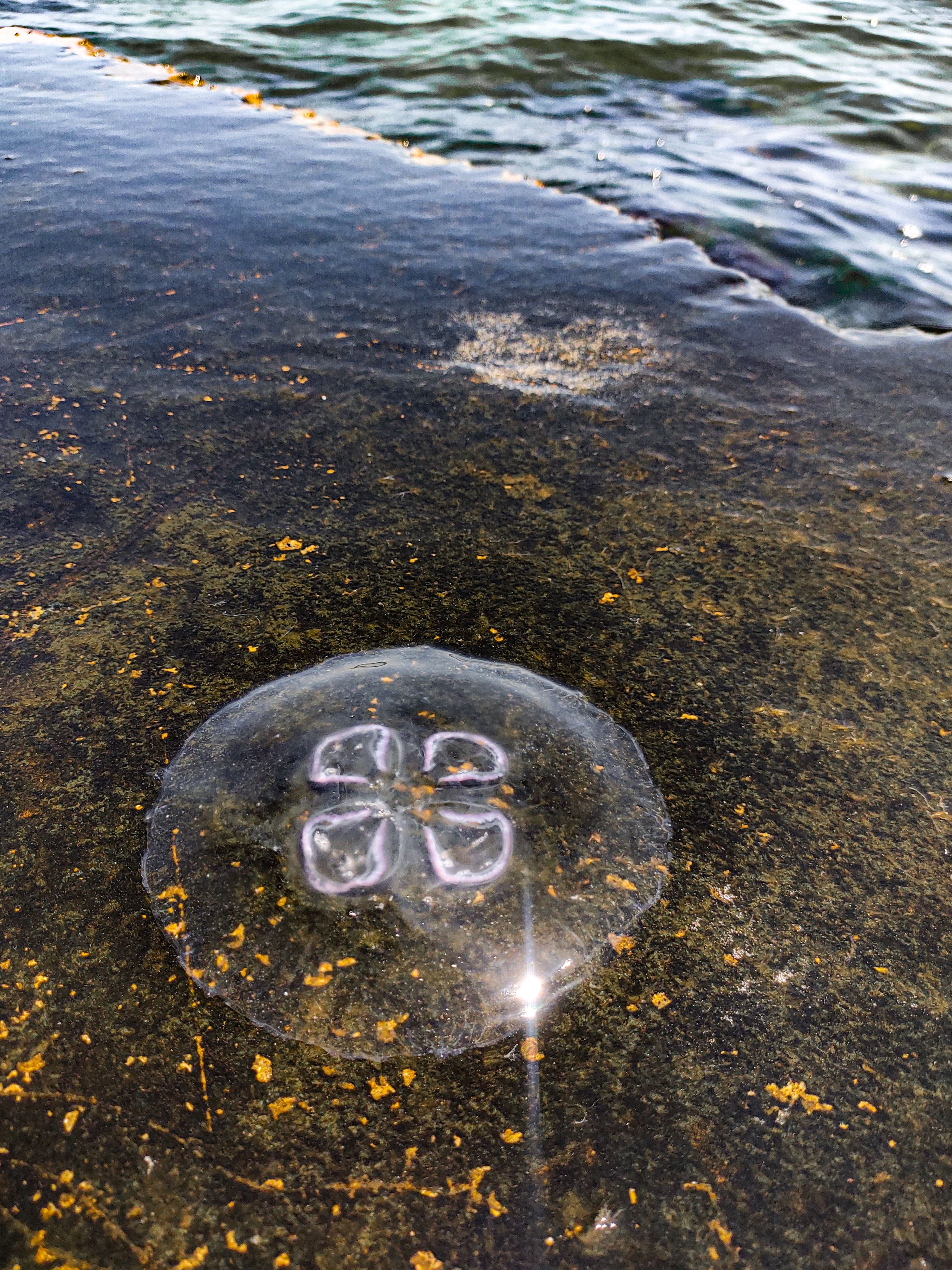 Jellyfish On Rock Photos, Download The BEST Free Jellyfish On Rock ...