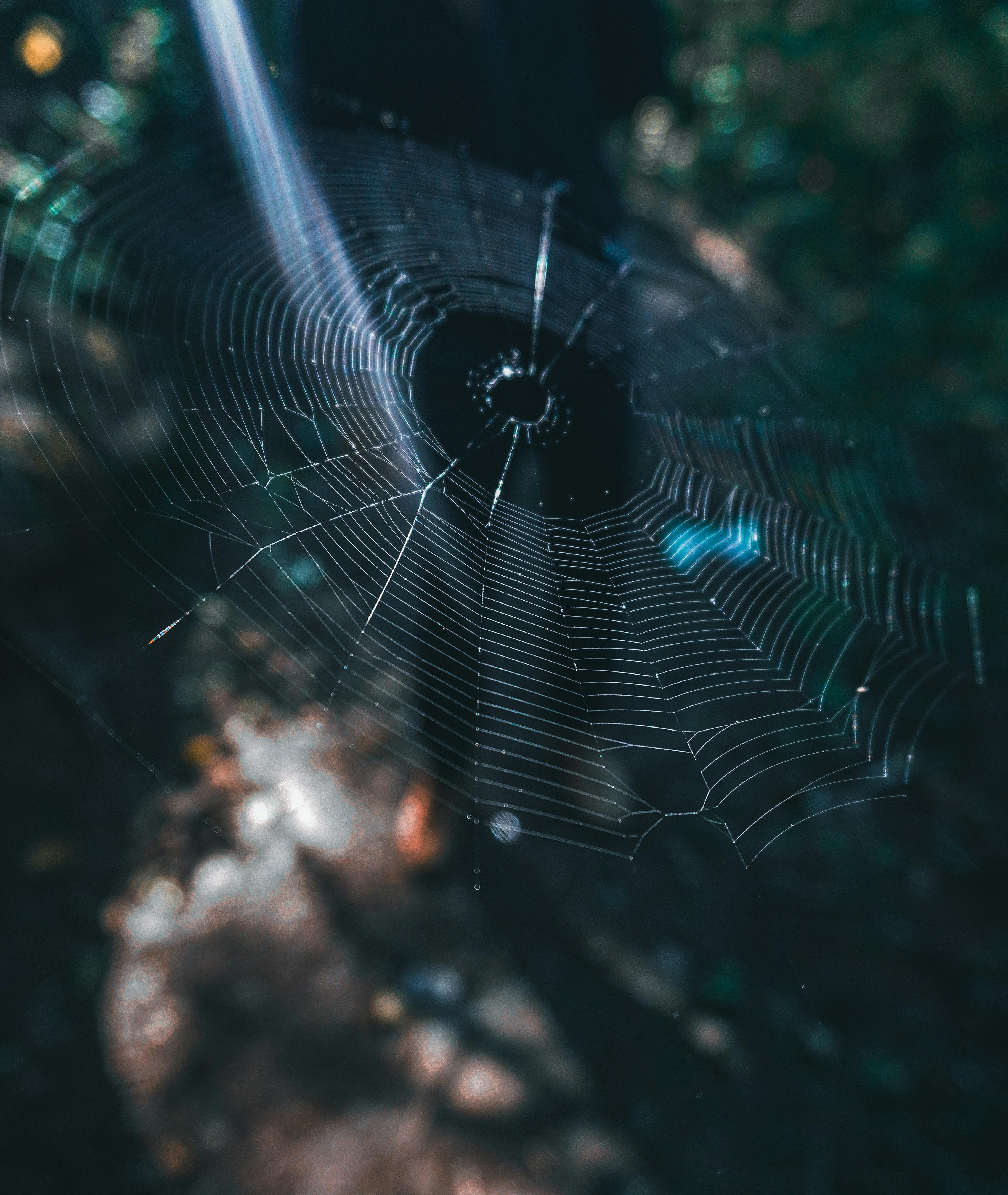 Close up of Spiderweb · Free Stock Photo