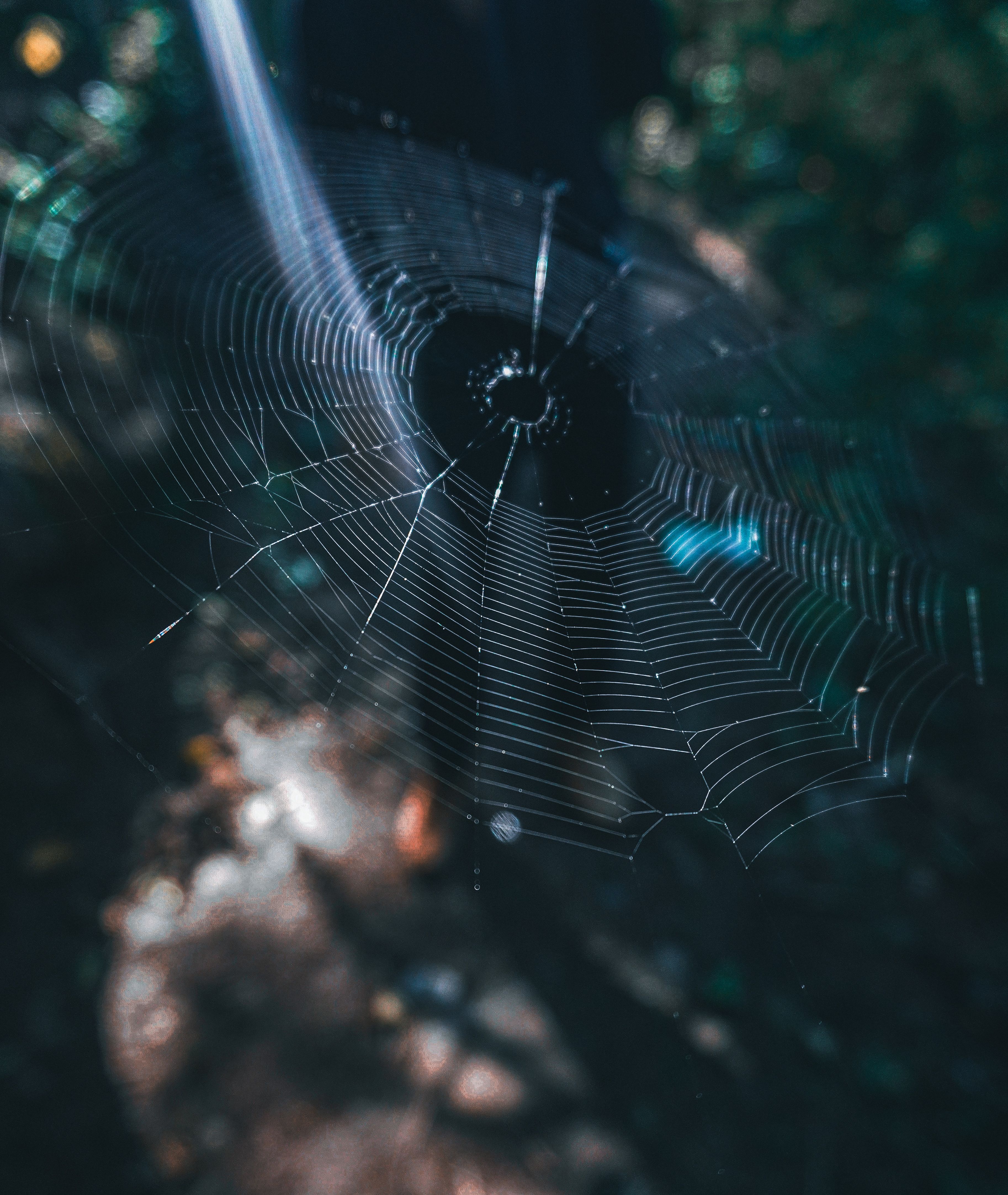 White Spider Web in the Forest during Faytime · Free Stock Photo
