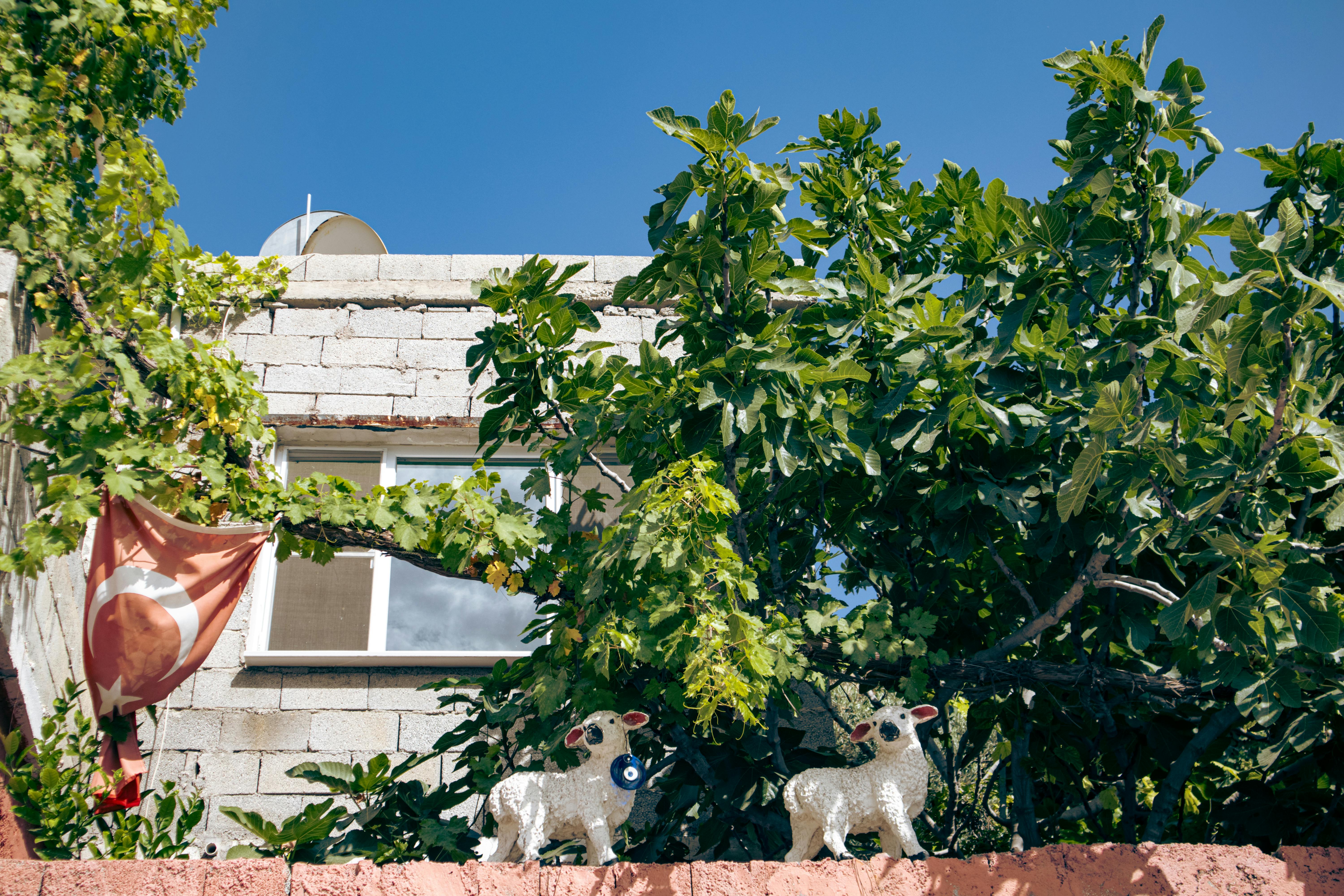 Solar Lamb Photos, Download The BEST Free Solar Lamb Stock Photos & HD ...