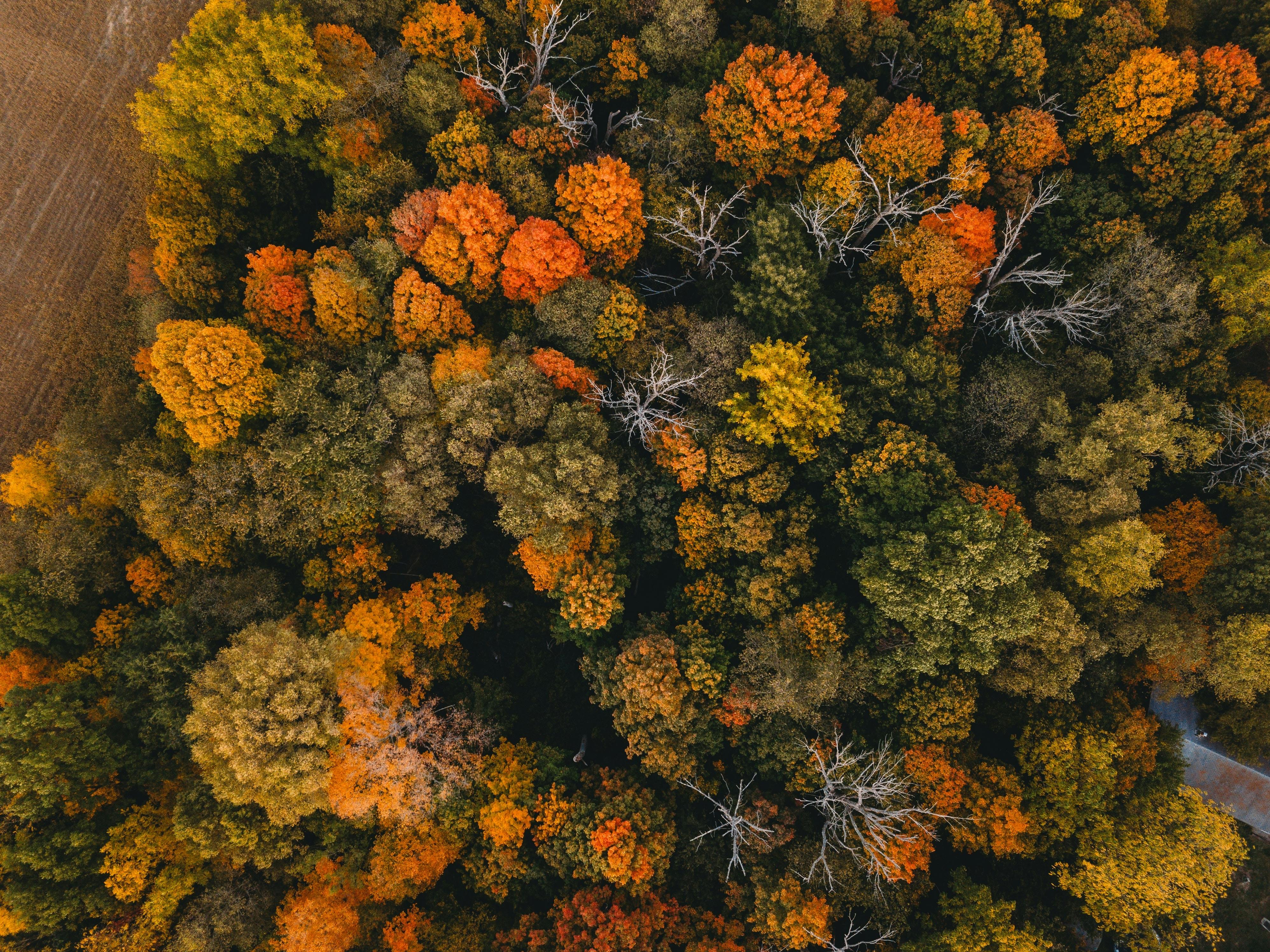 Top View of Trees in Autumn · Free Stock Photo