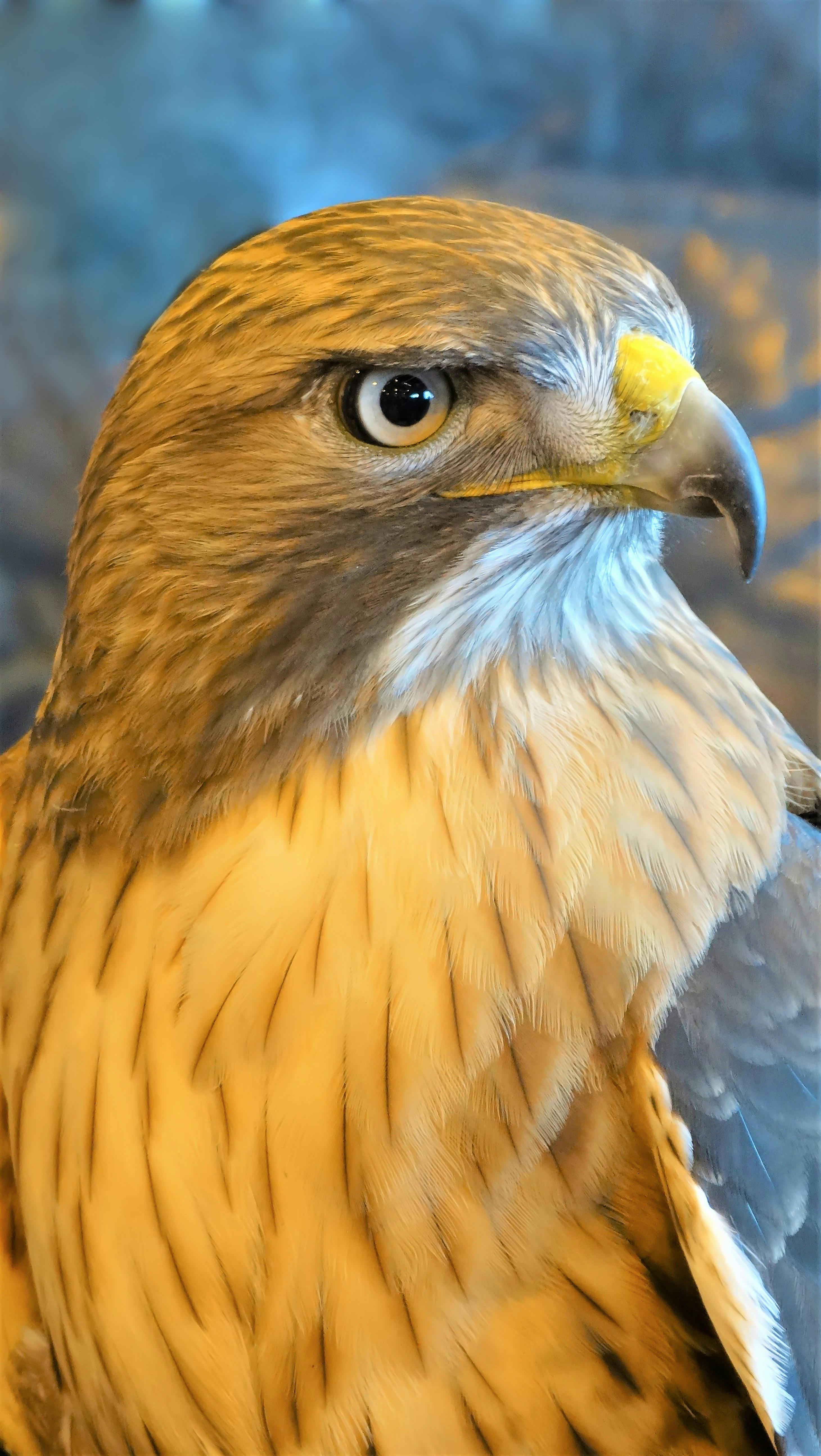 Eagle Head Photos, Download The BEST Free Eagle Head Stock Photos & HD ...