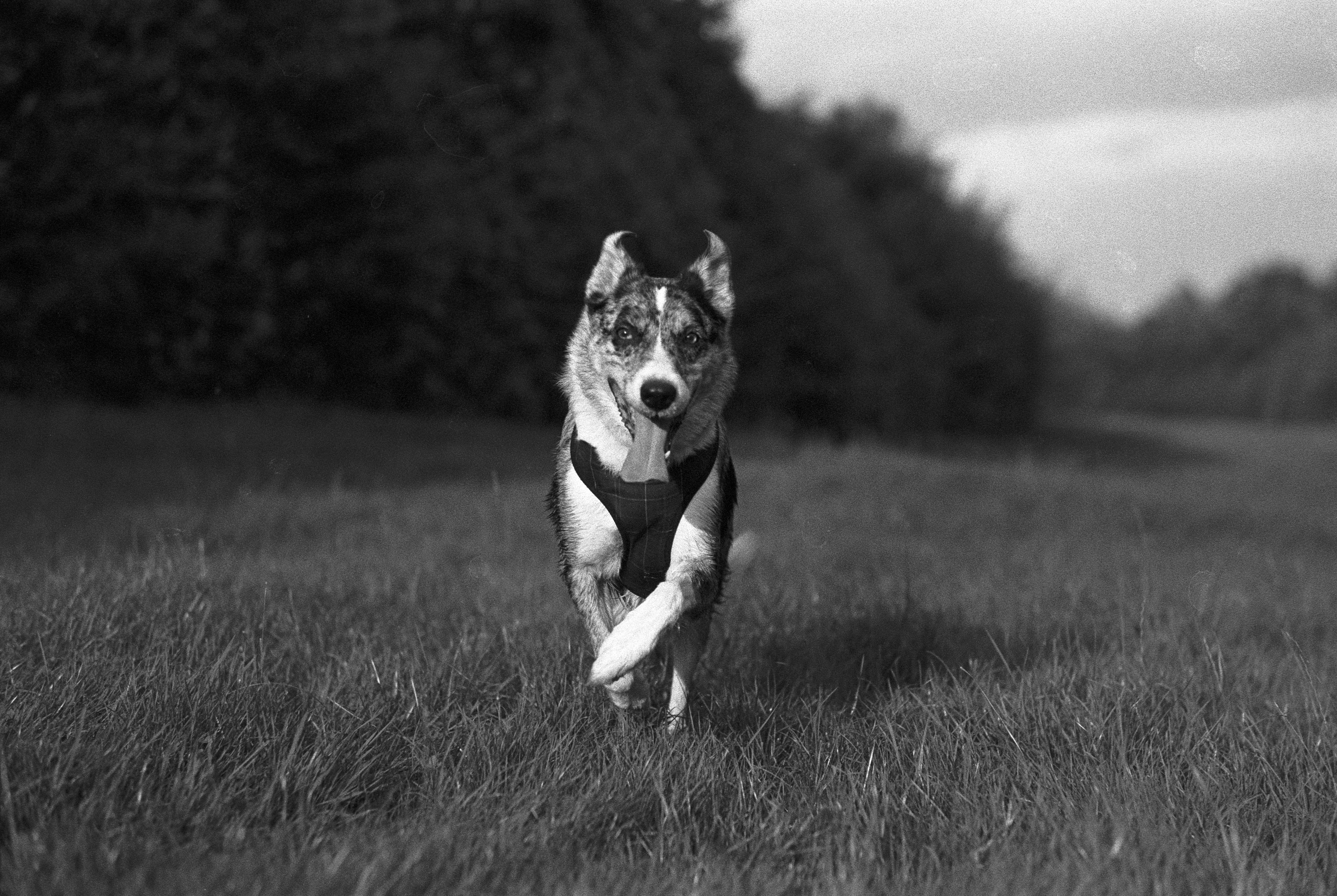 Close up of Running Dog · Free Stock Photo