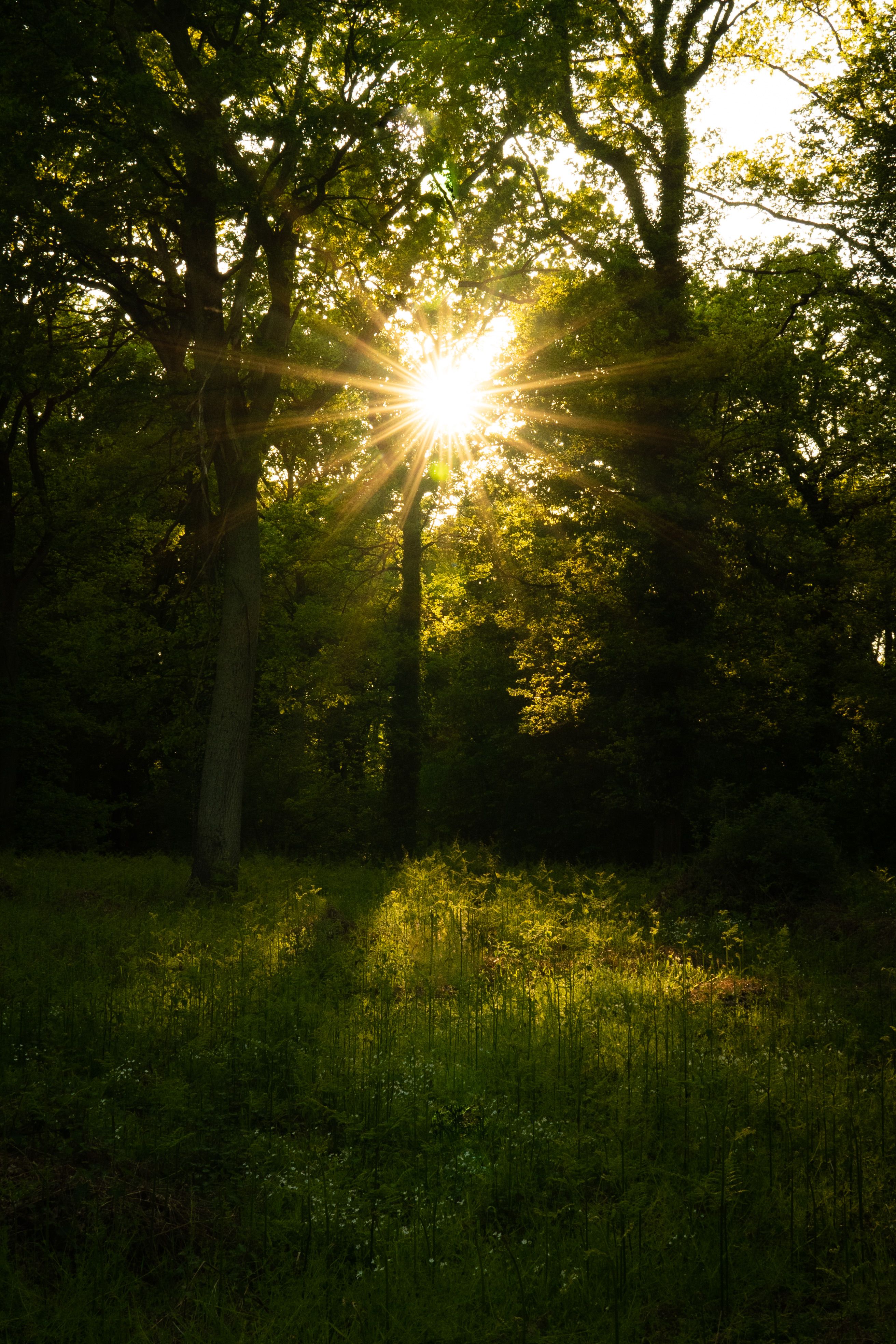 Sunset Sunlight over Trees in Forest · Free Stock Photo