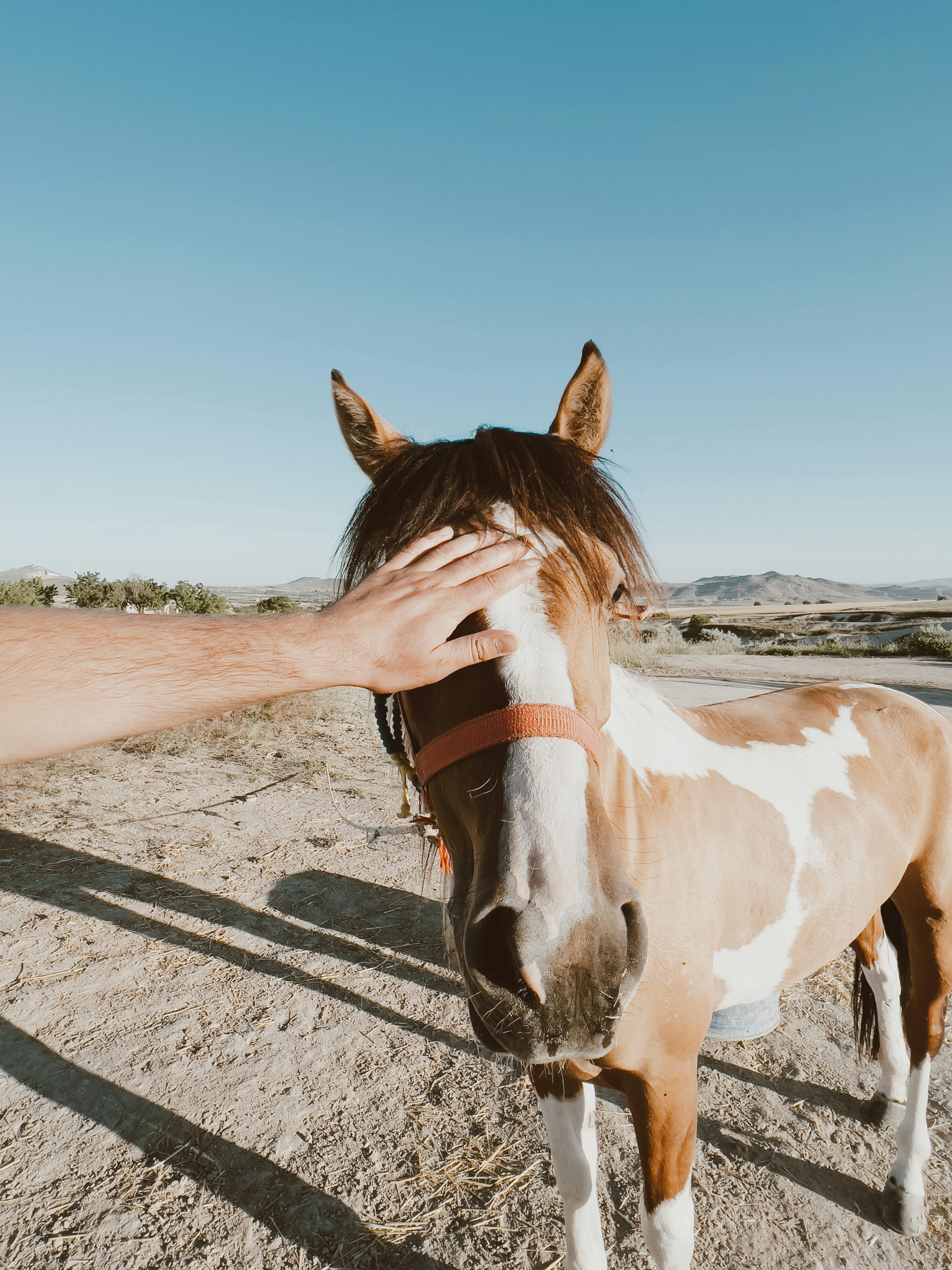 Hand Patting Horse · Free Stock Photo