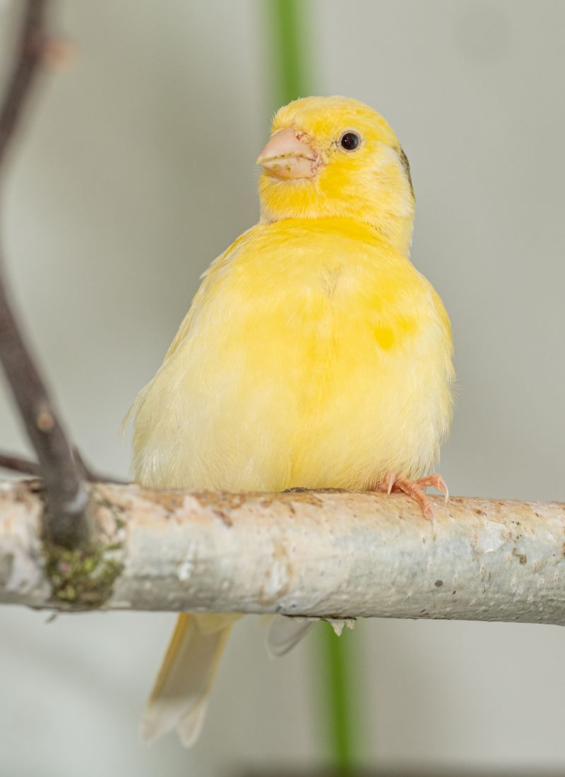 Canary Bird Photos, Download The BEST Free Canary Bird Stock Photos ...
