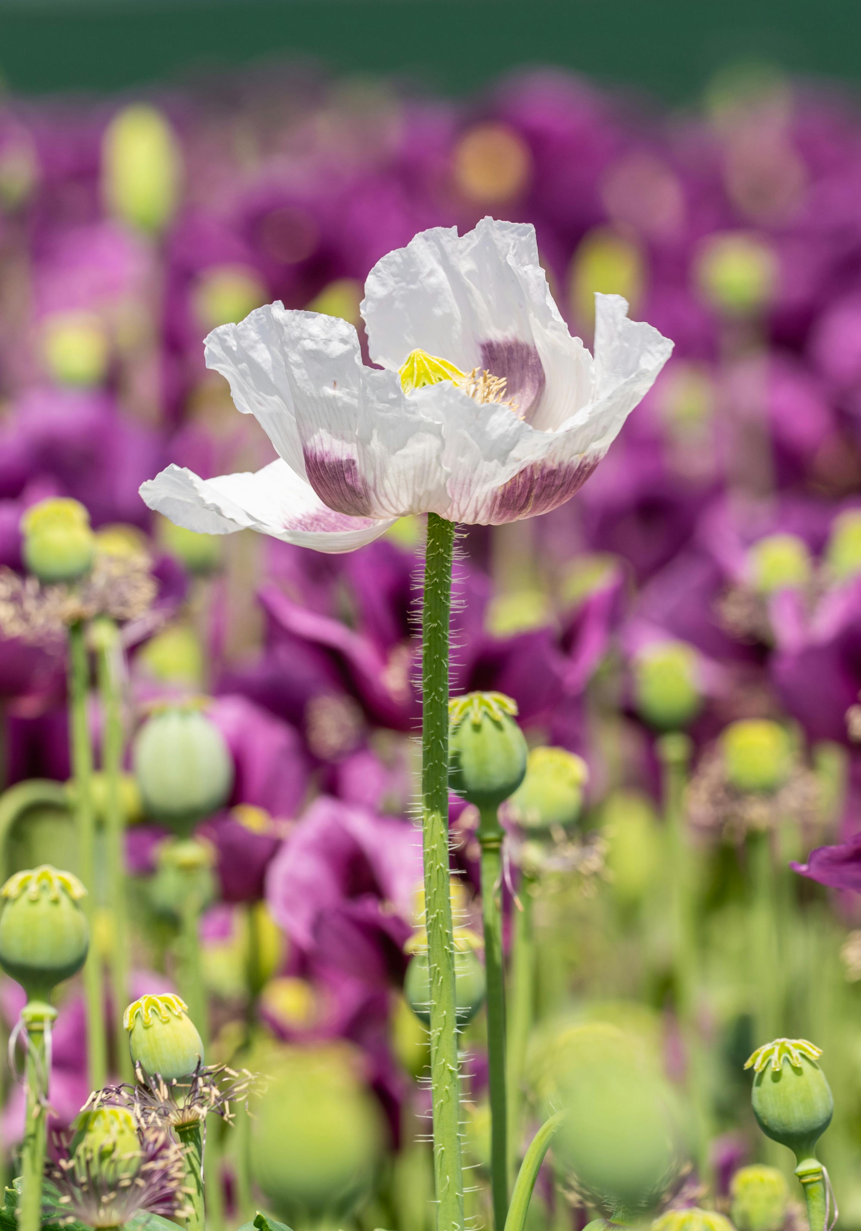 Blue Moon Poppy on a Meadow · Free Stock Photo