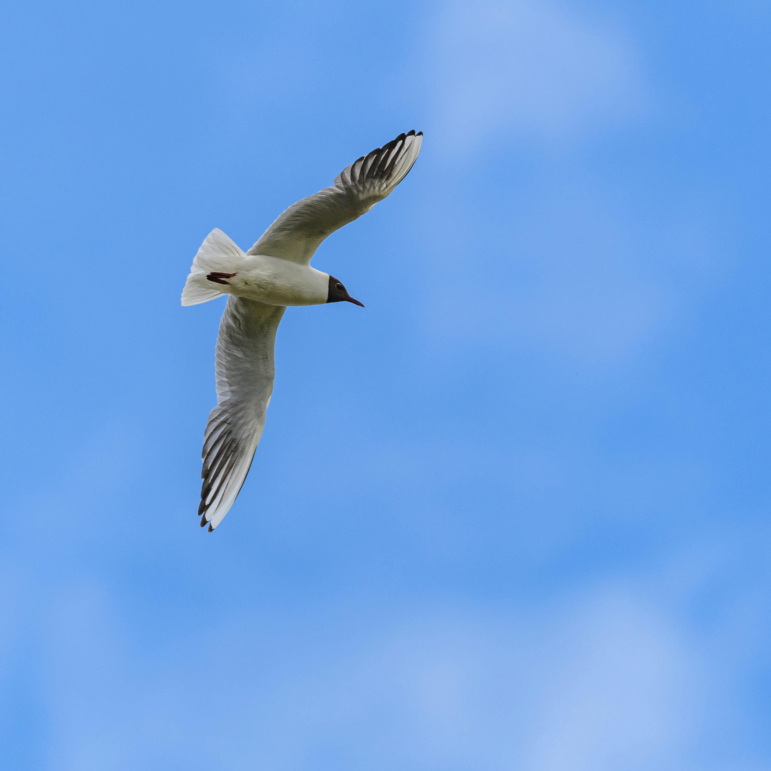 Low Angle Photography of White Bird Flying Under the Blue Sky · Free ...