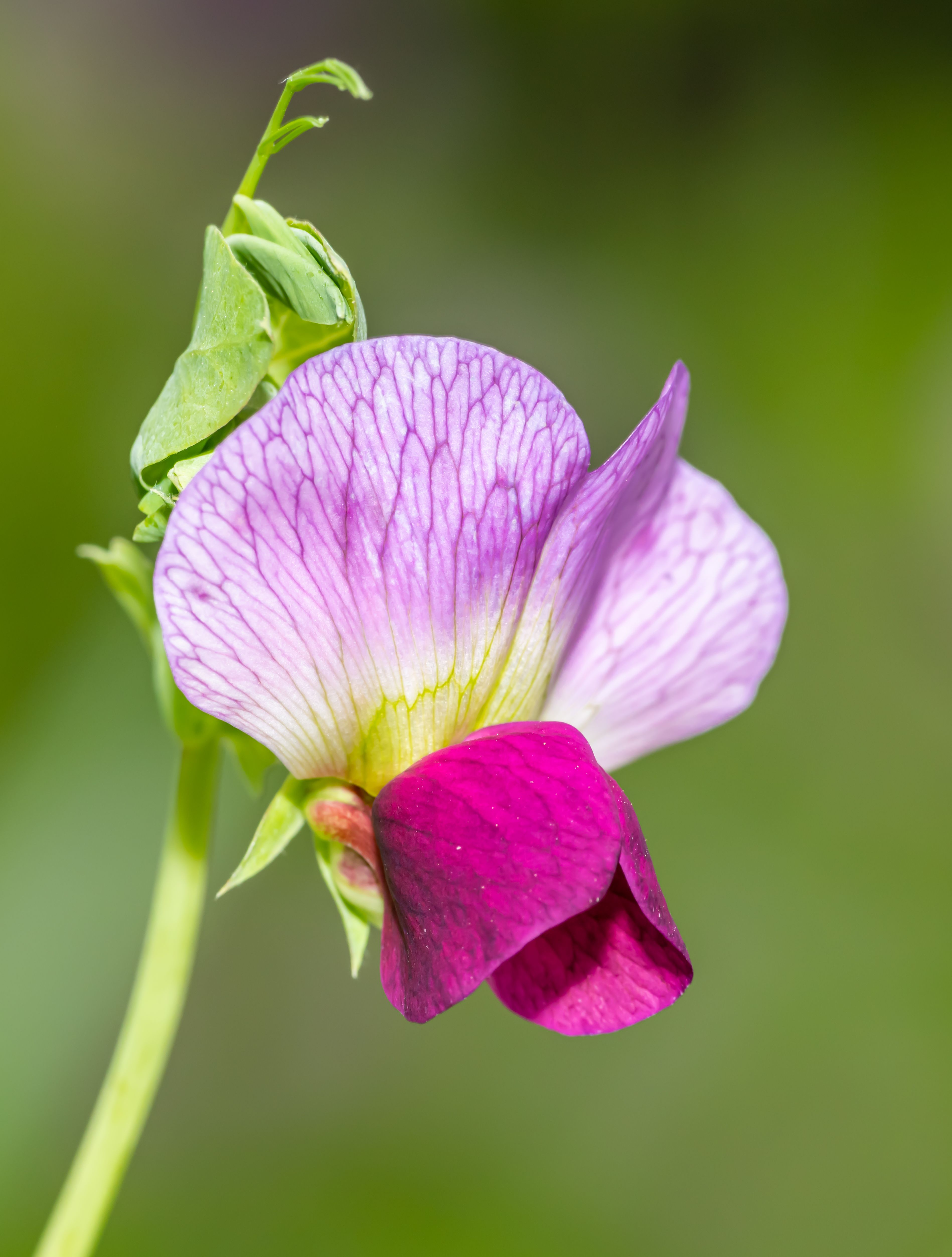 Close up of Sweet Pea Flower · Free Stock Photo