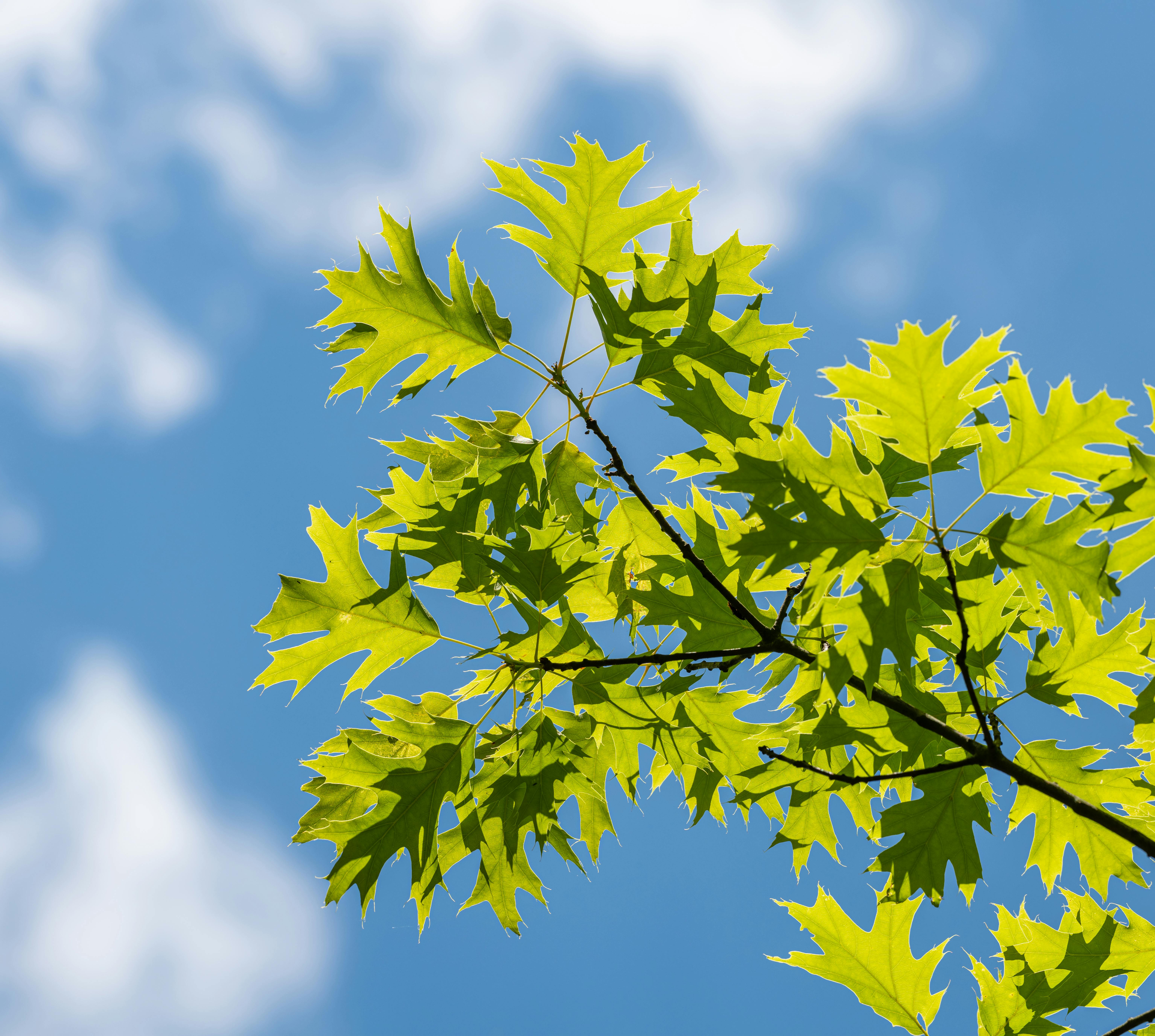 Photo of Tree Leaves · Free Stock Photo