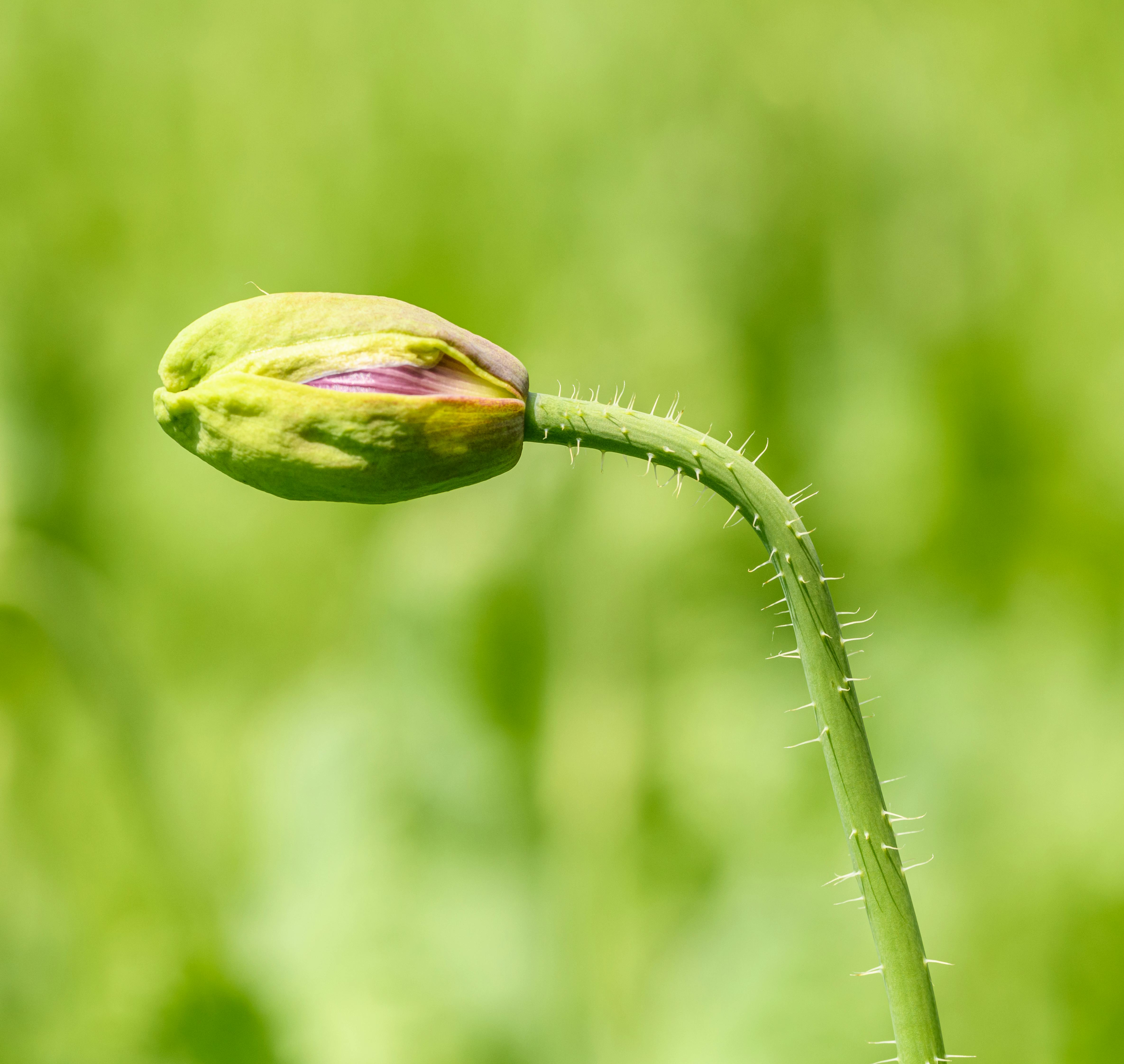 Green Flower Bud · Free Stock Photo