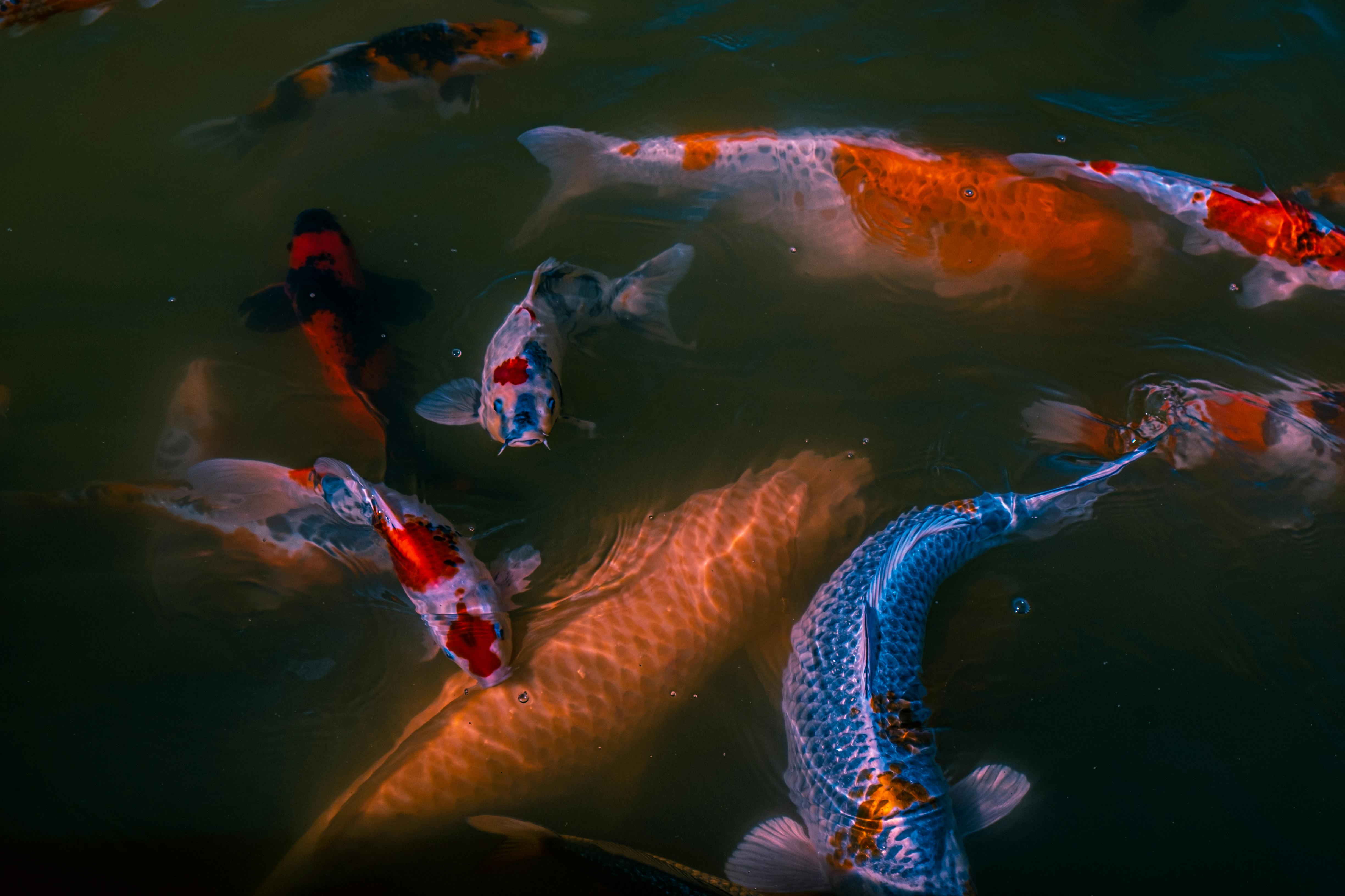 School Of Koi Fish · Free Stock Photo