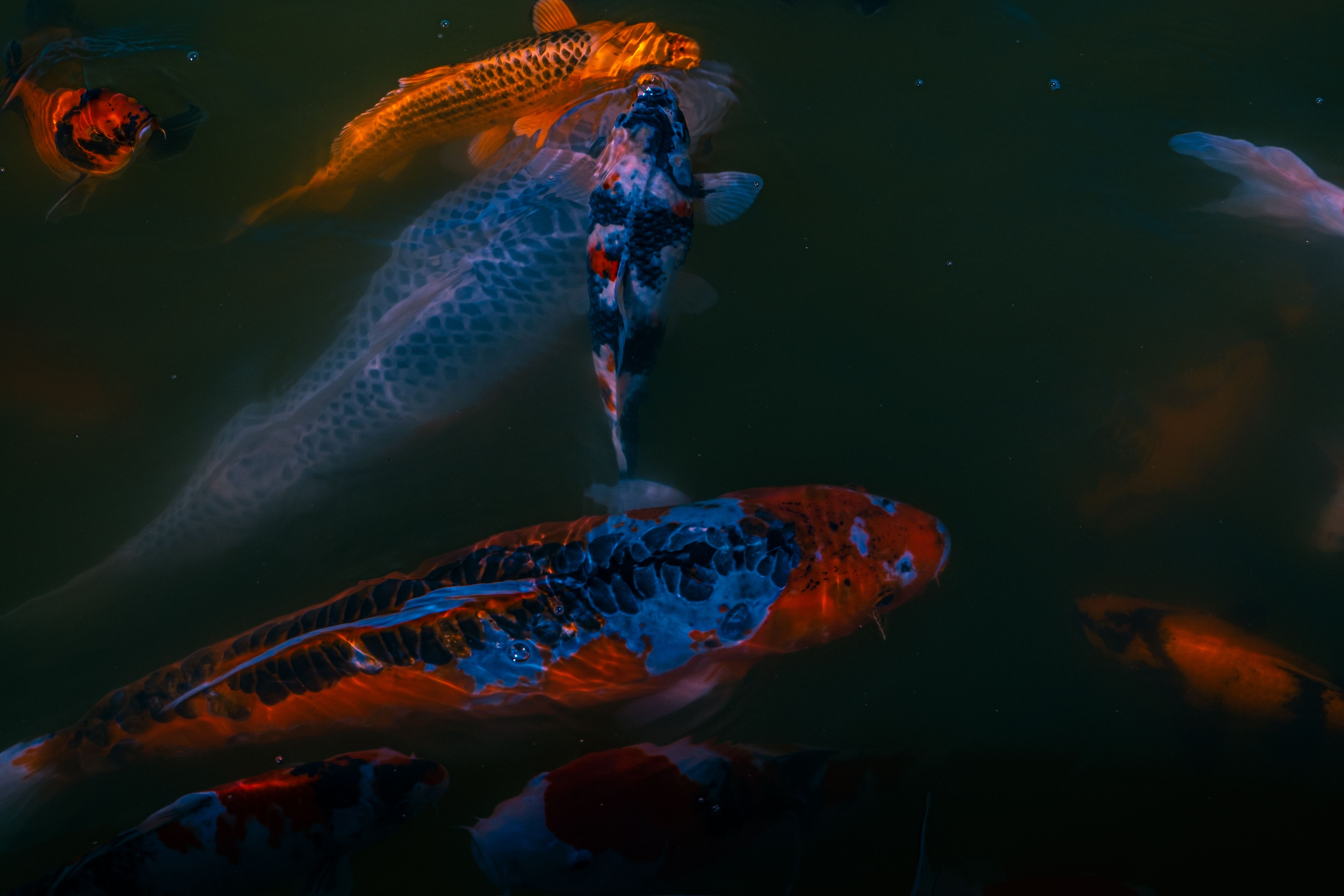 School Of Koi Fish · Free Stock Photo