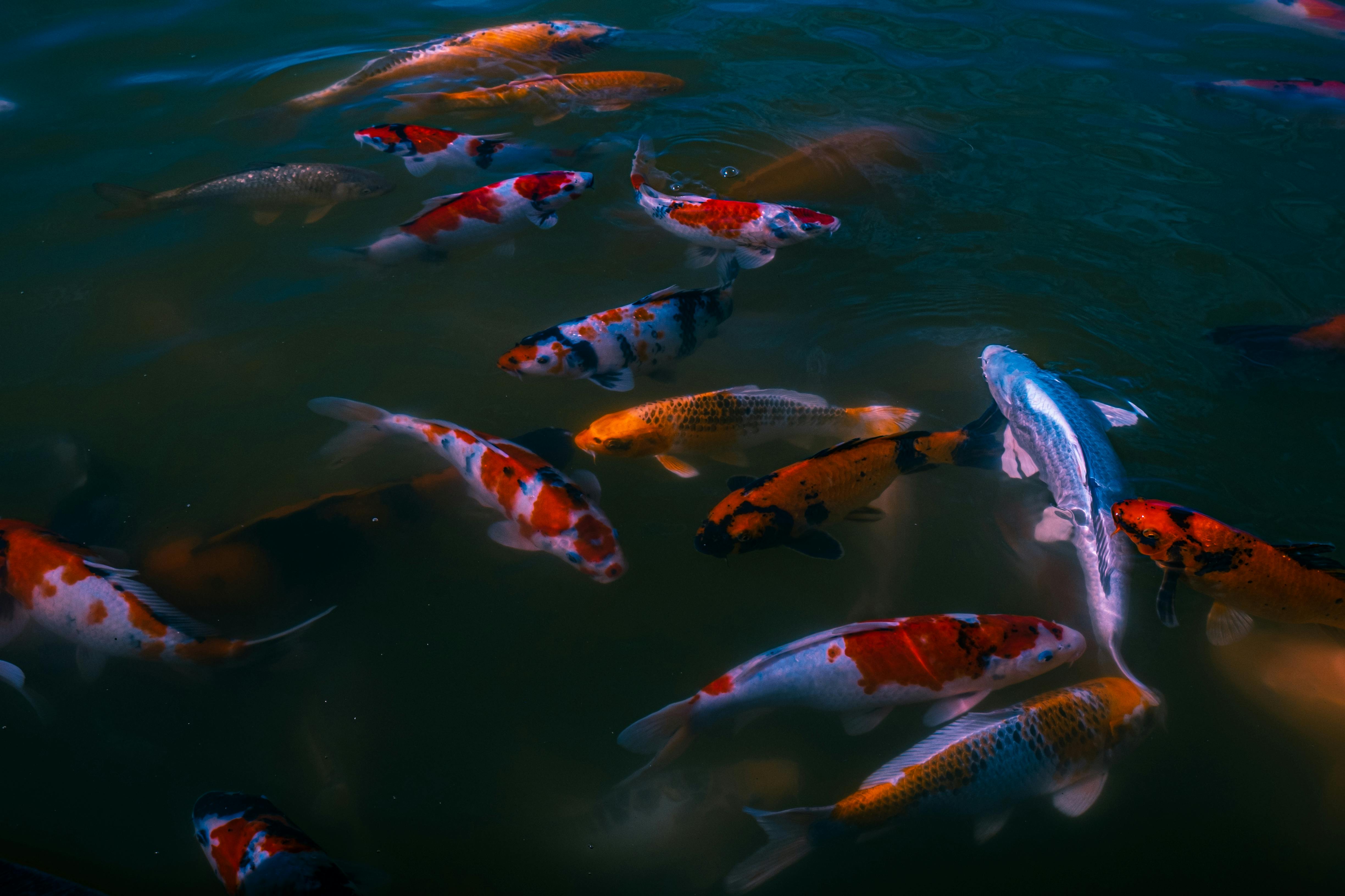 Fish in Water · Free Stock Photo