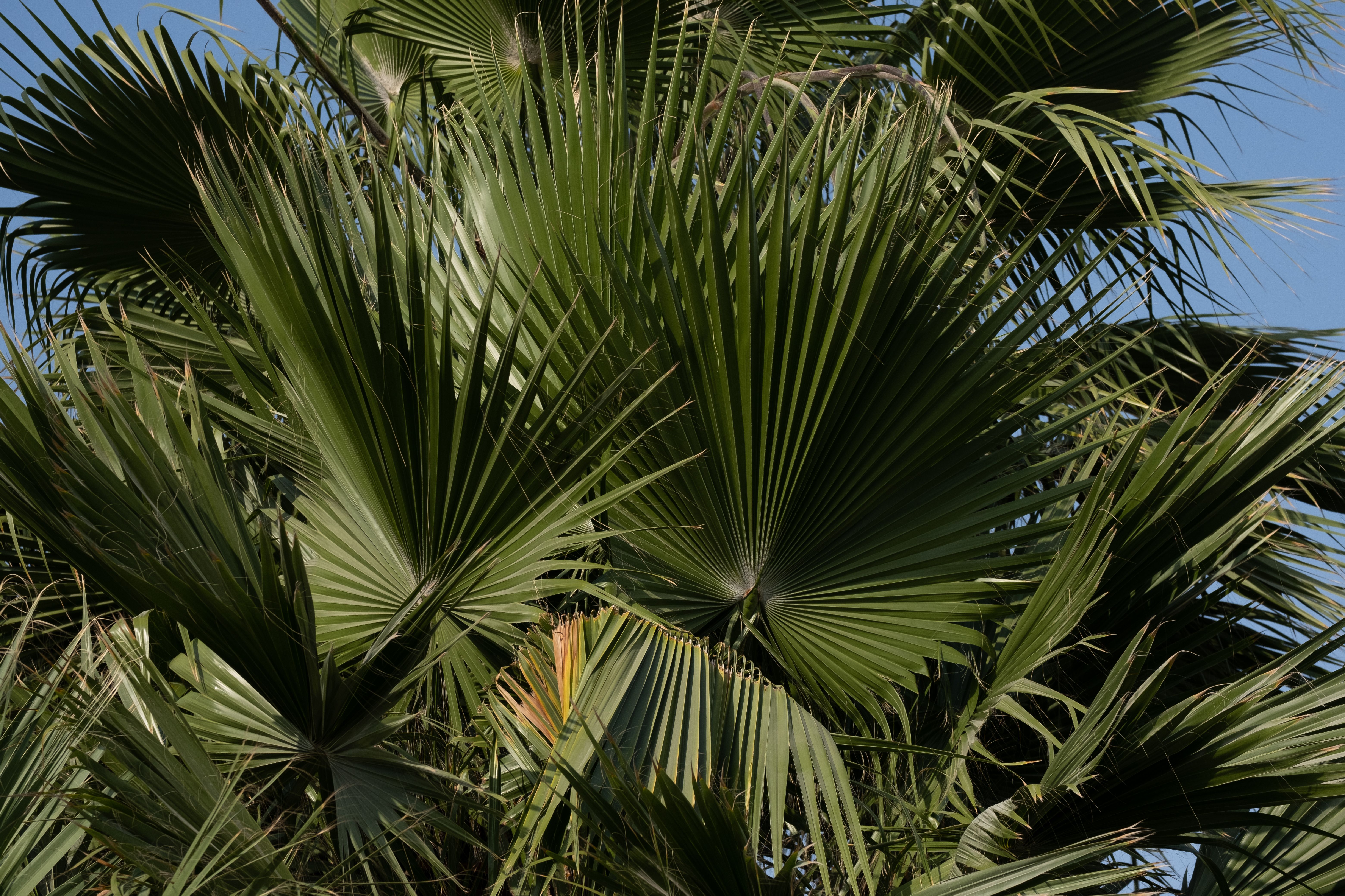 Close-up of a Palm Tree · Free Stock Photo