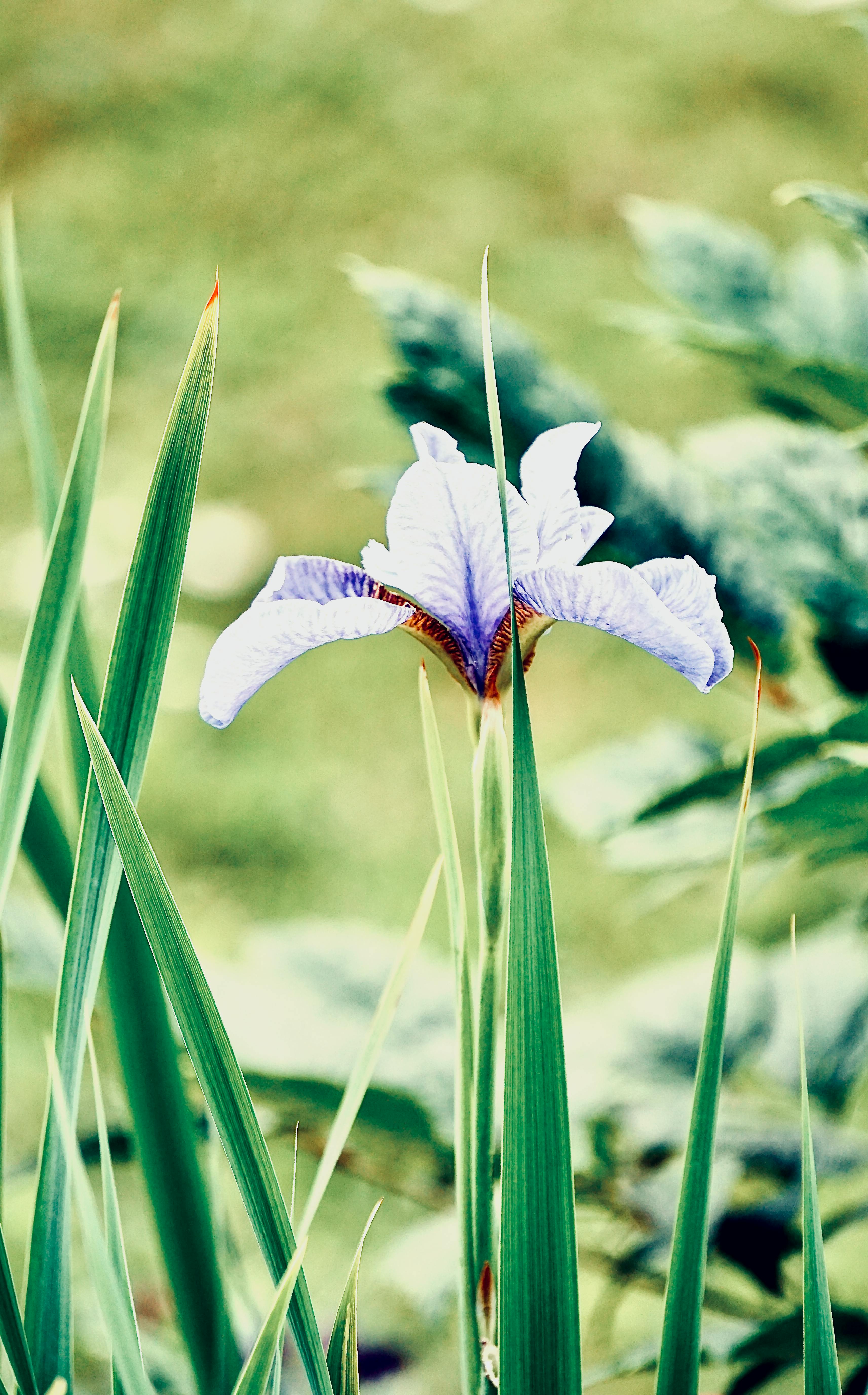 Wild Flag Iris · Free Stock Photo