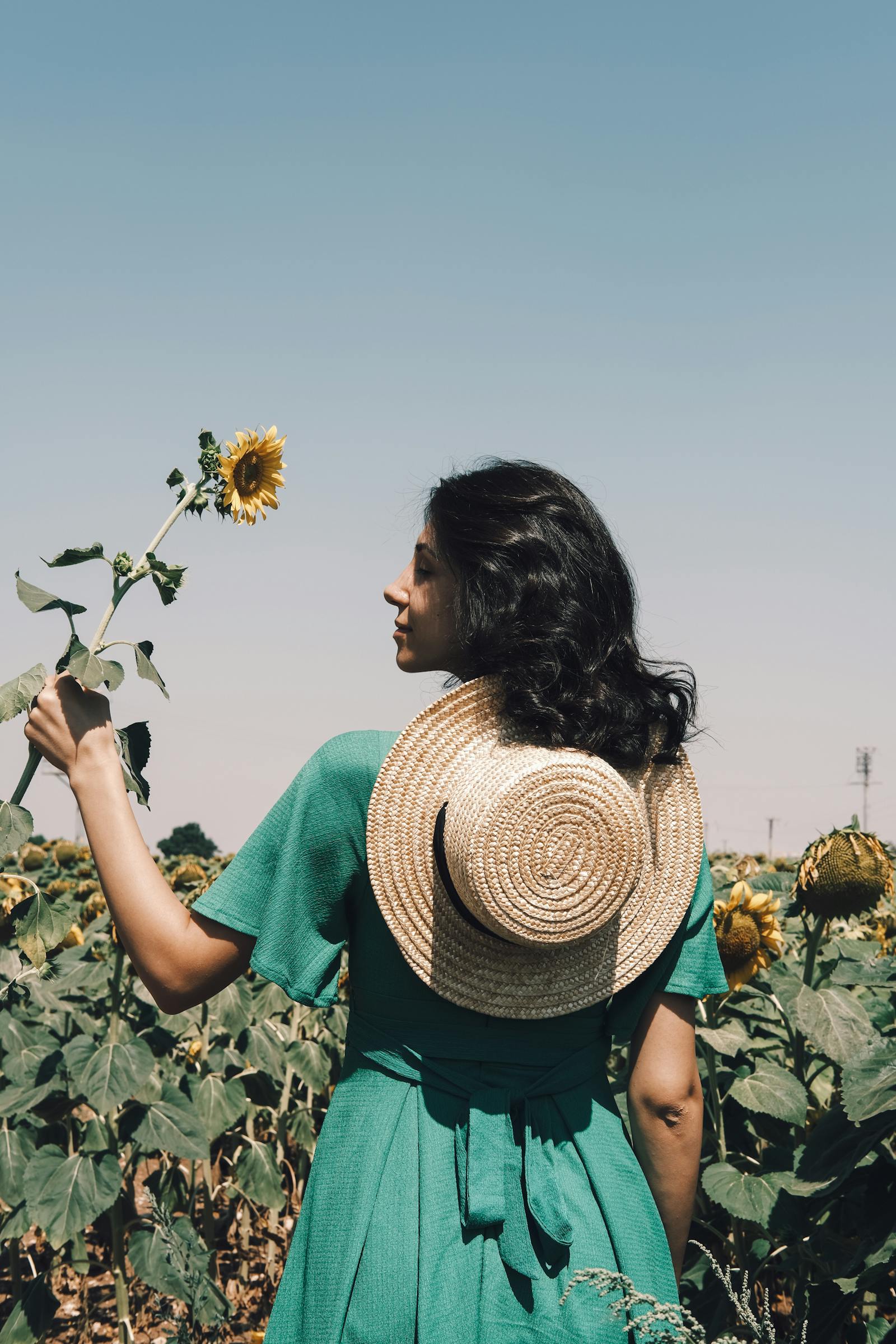 Sunflower Back Photos, Download The BEST Free Sunflower Back Stock ...