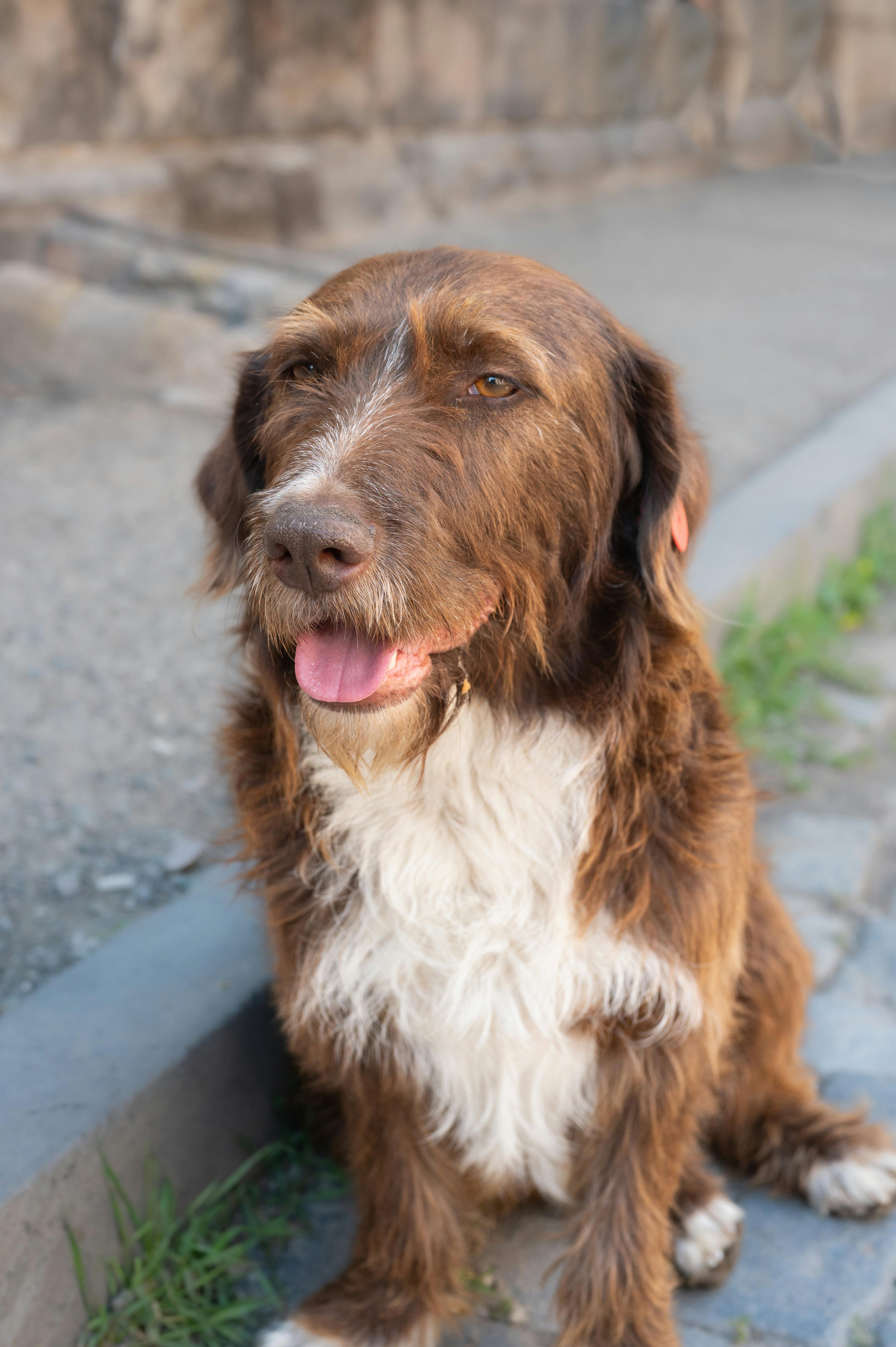 Close-up of a Dog Sitting on a Pavement · Free Stock Photo