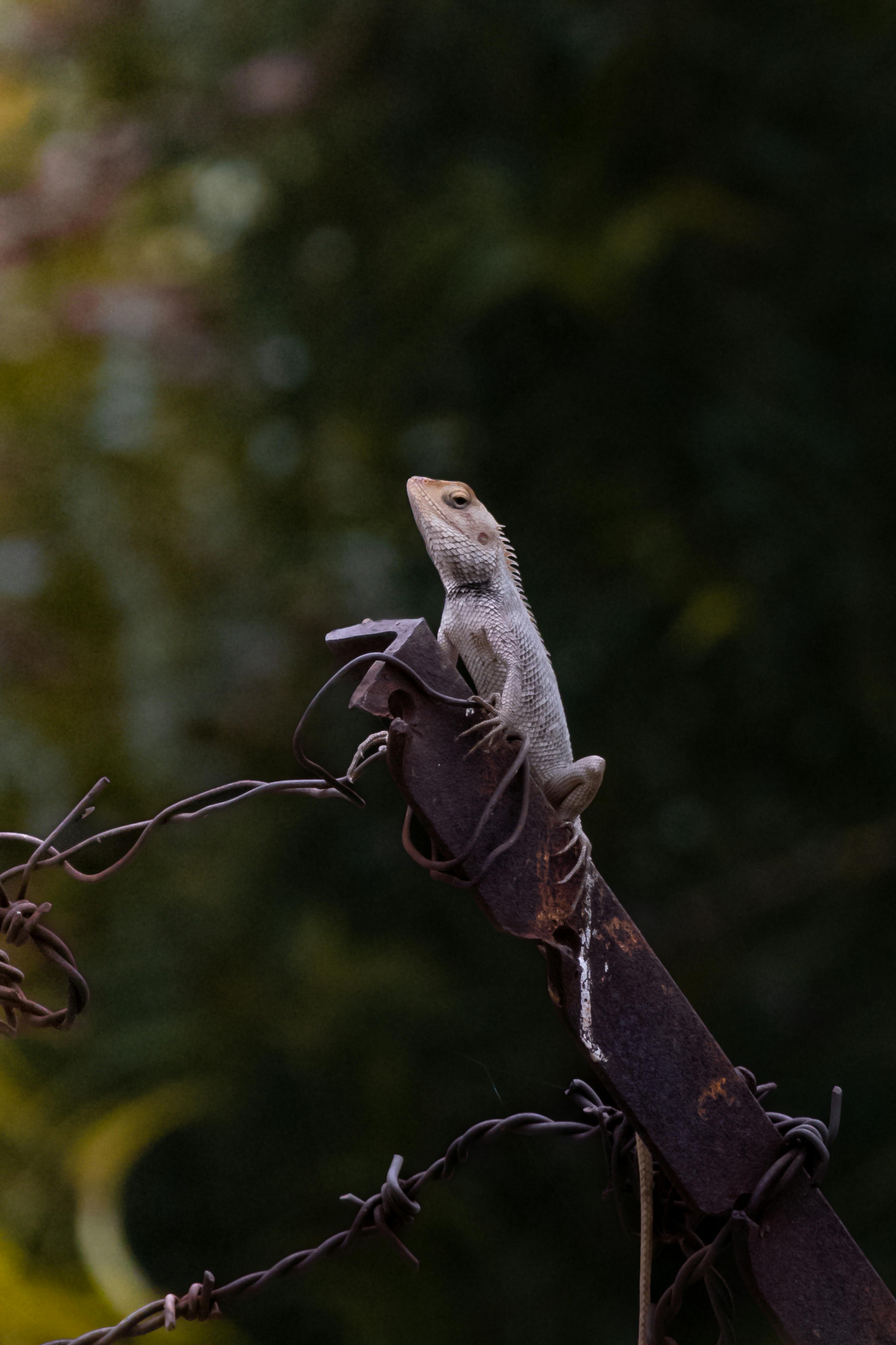 Wildlife 35 Photos & Videos Collected by Utpal Chatterjee