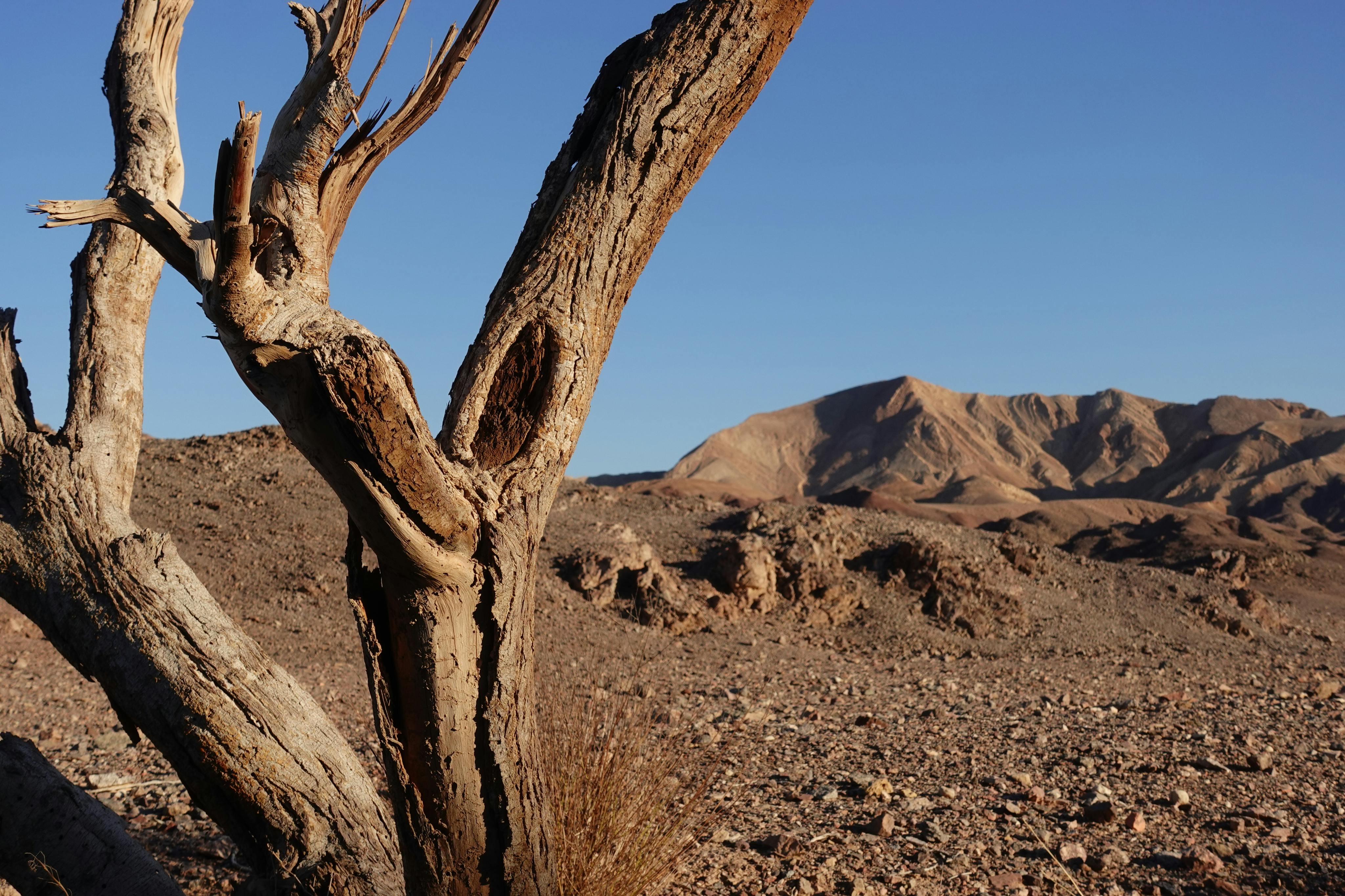 Dear Tree Standing in a Rocky Desert · Free Stock Photo