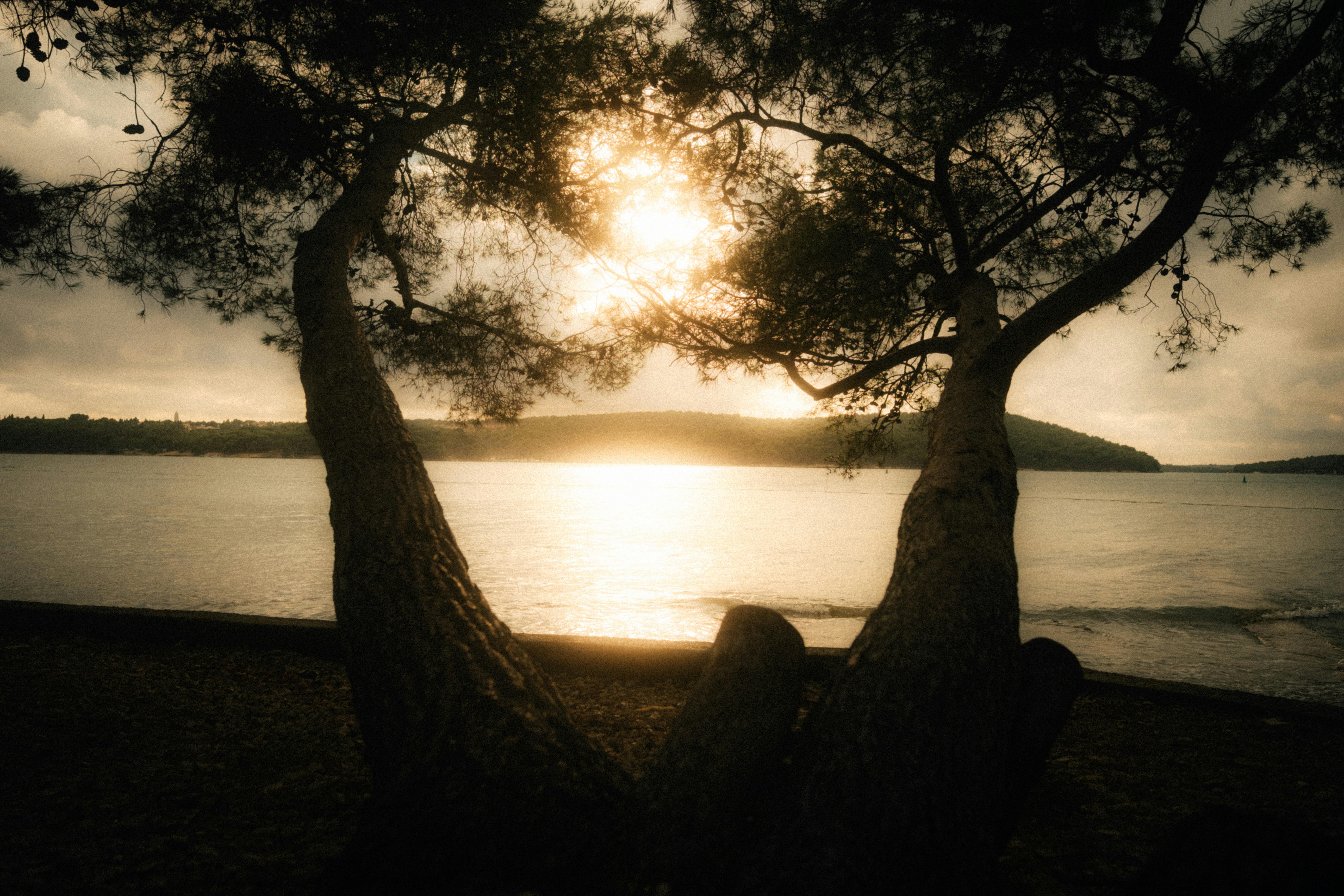 Bench Under Tree during Day Beside Body of Water · Free Stock Photo