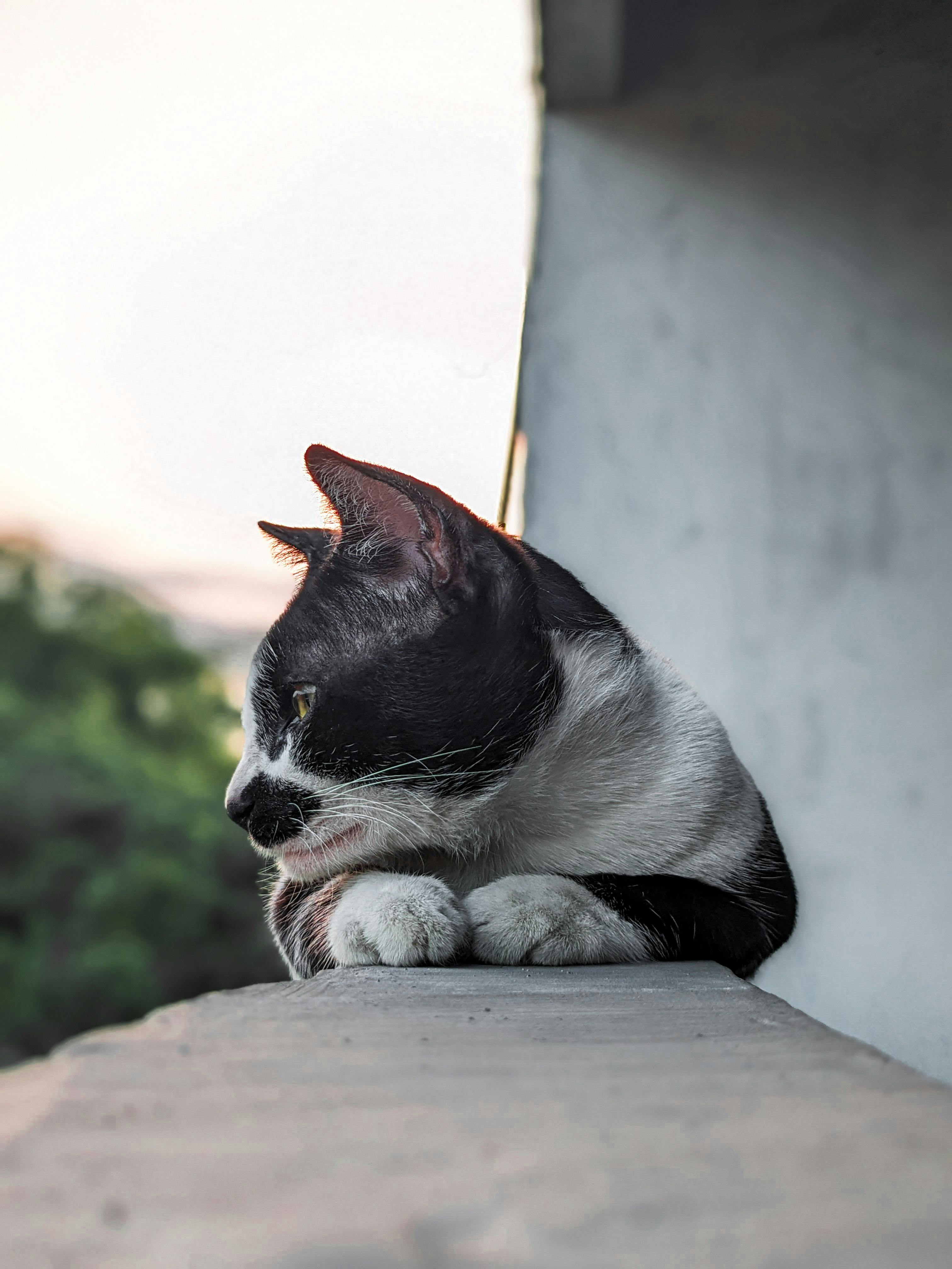 Cat Lying on Balcony Handrail · Free Stock Photo