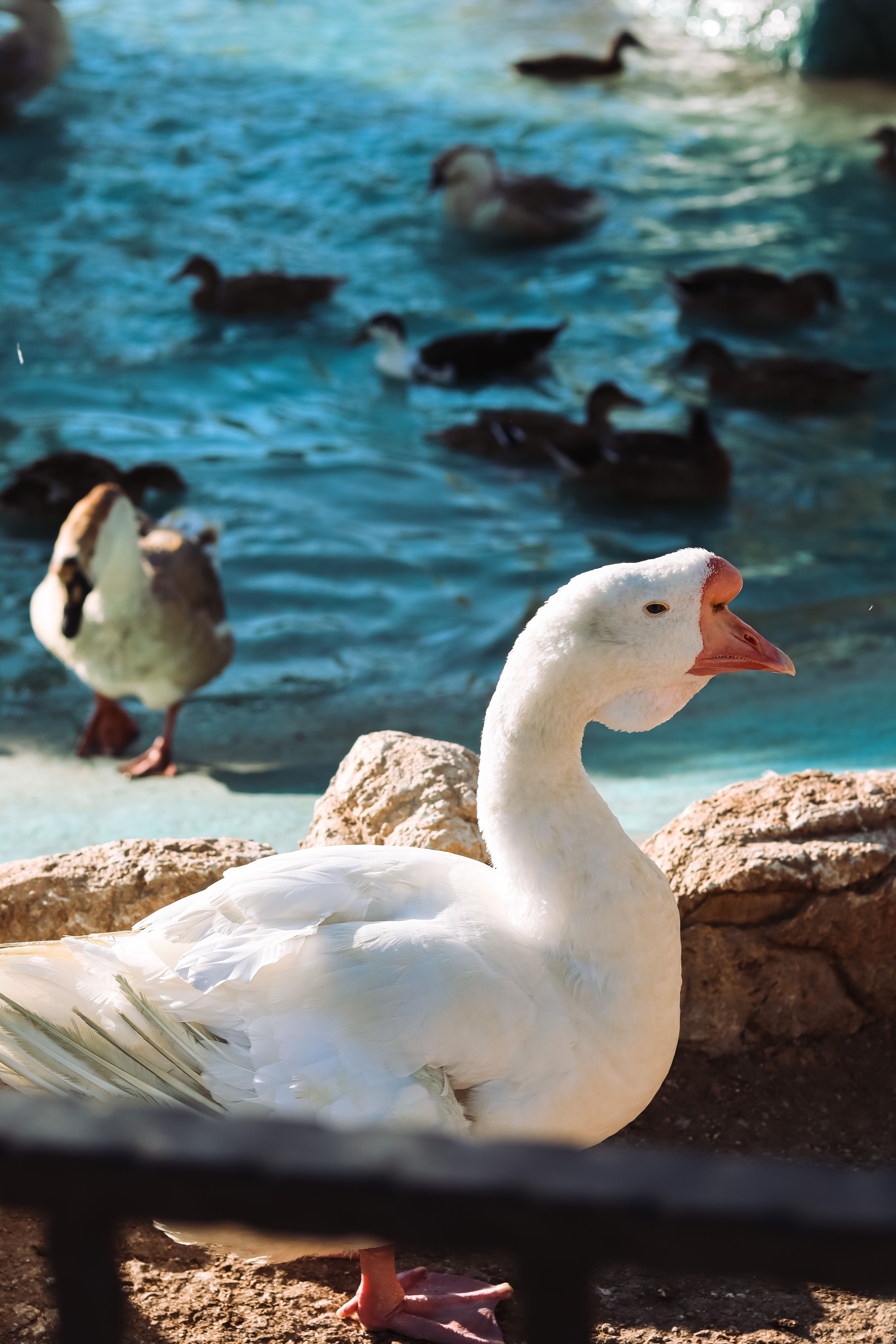 Goose on Riverbank · Free Stock Photo