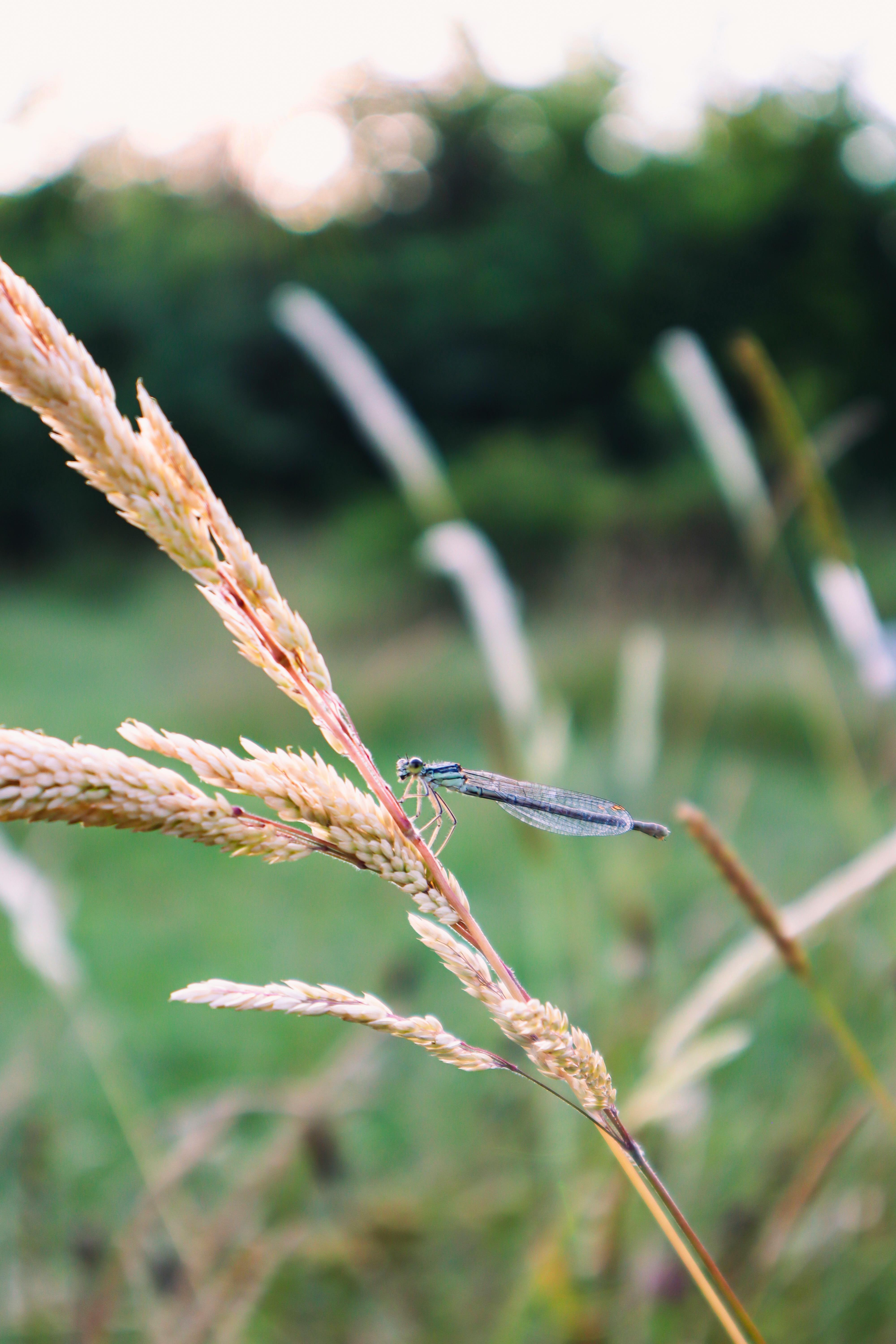 Dragonfly Sitting on Straw · Free Stock Photo
