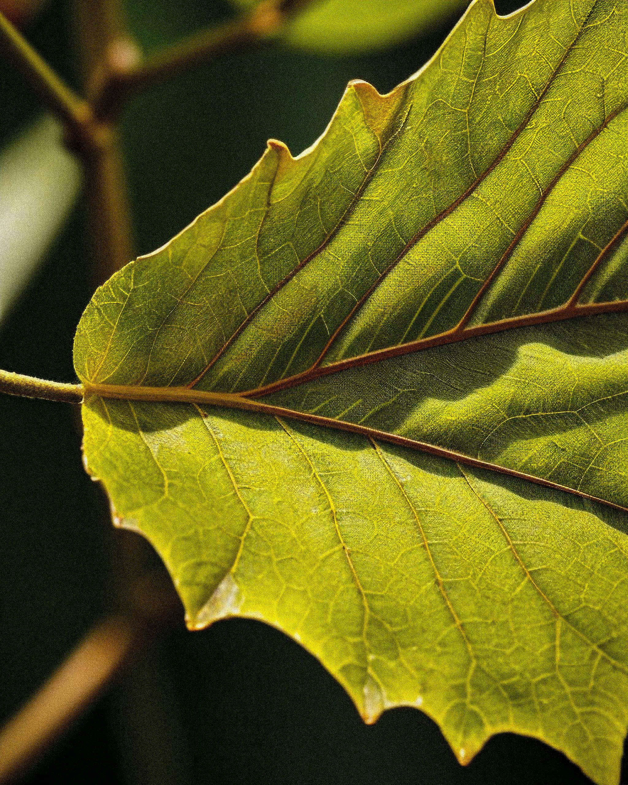 Close-up Photo of Leafy Plant · Free Stock Photo