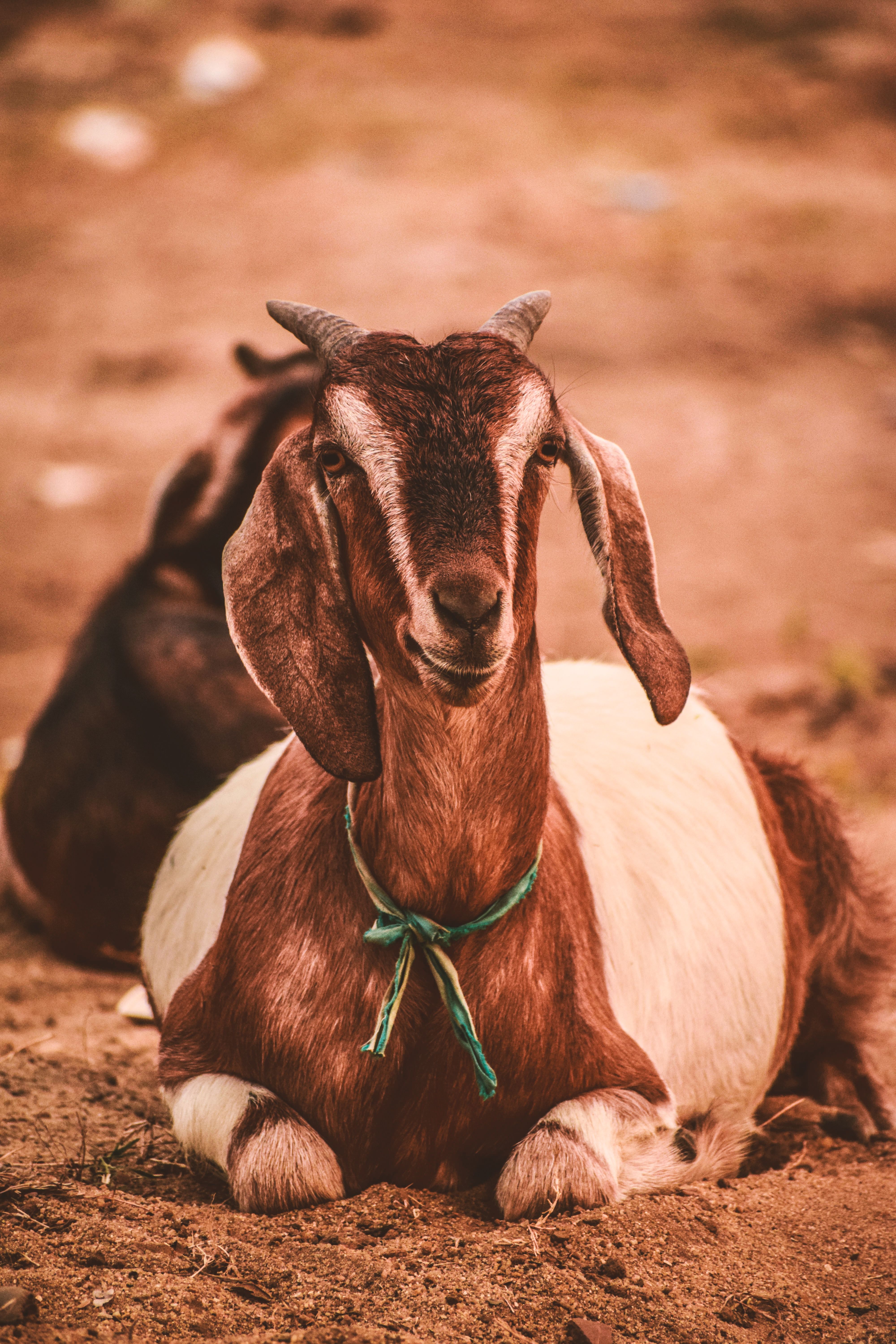 Goat Lying on Ground · Free Stock Photo