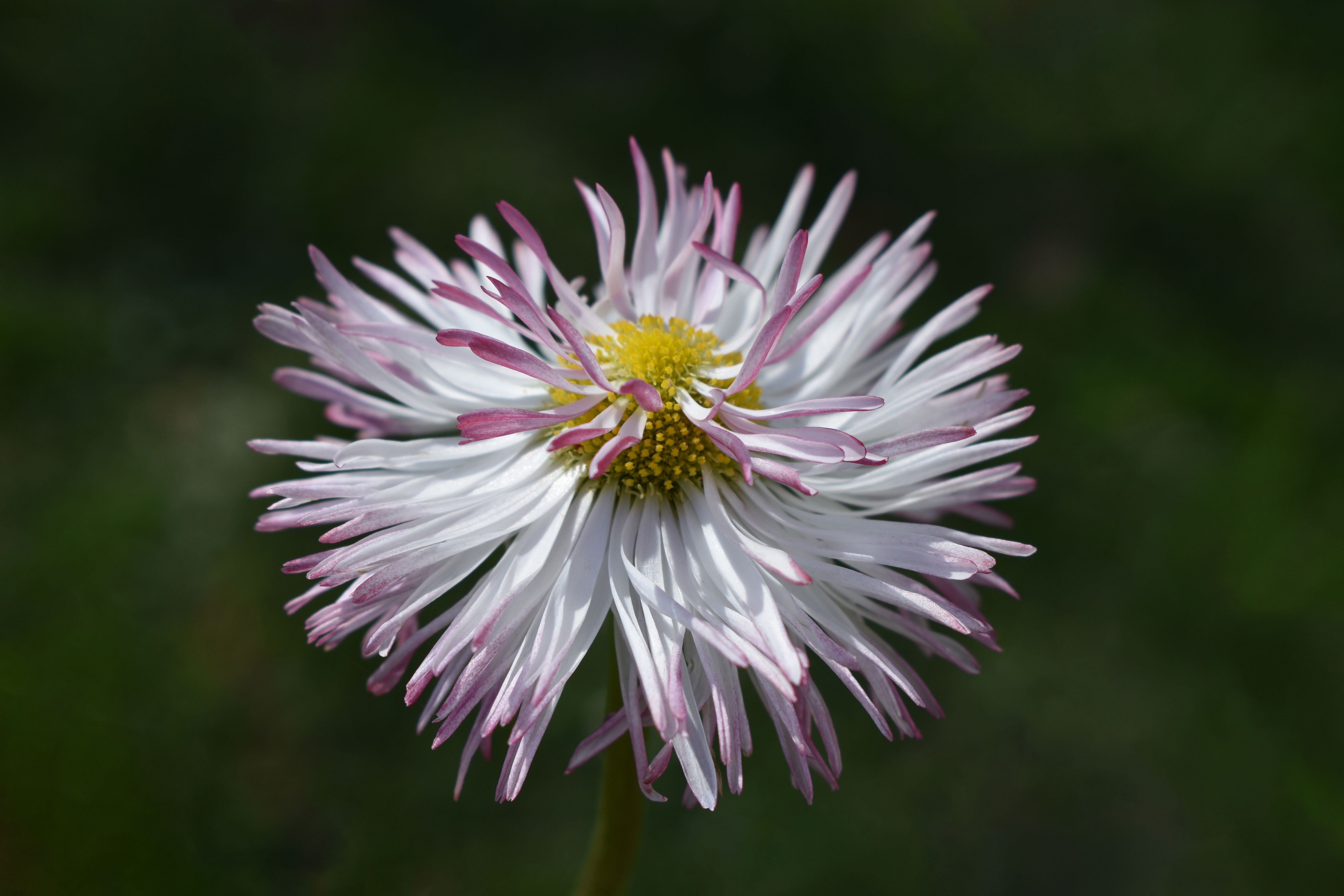 Shasta Photos, Download The BEST Free Shasta Stock Photos & HD Images