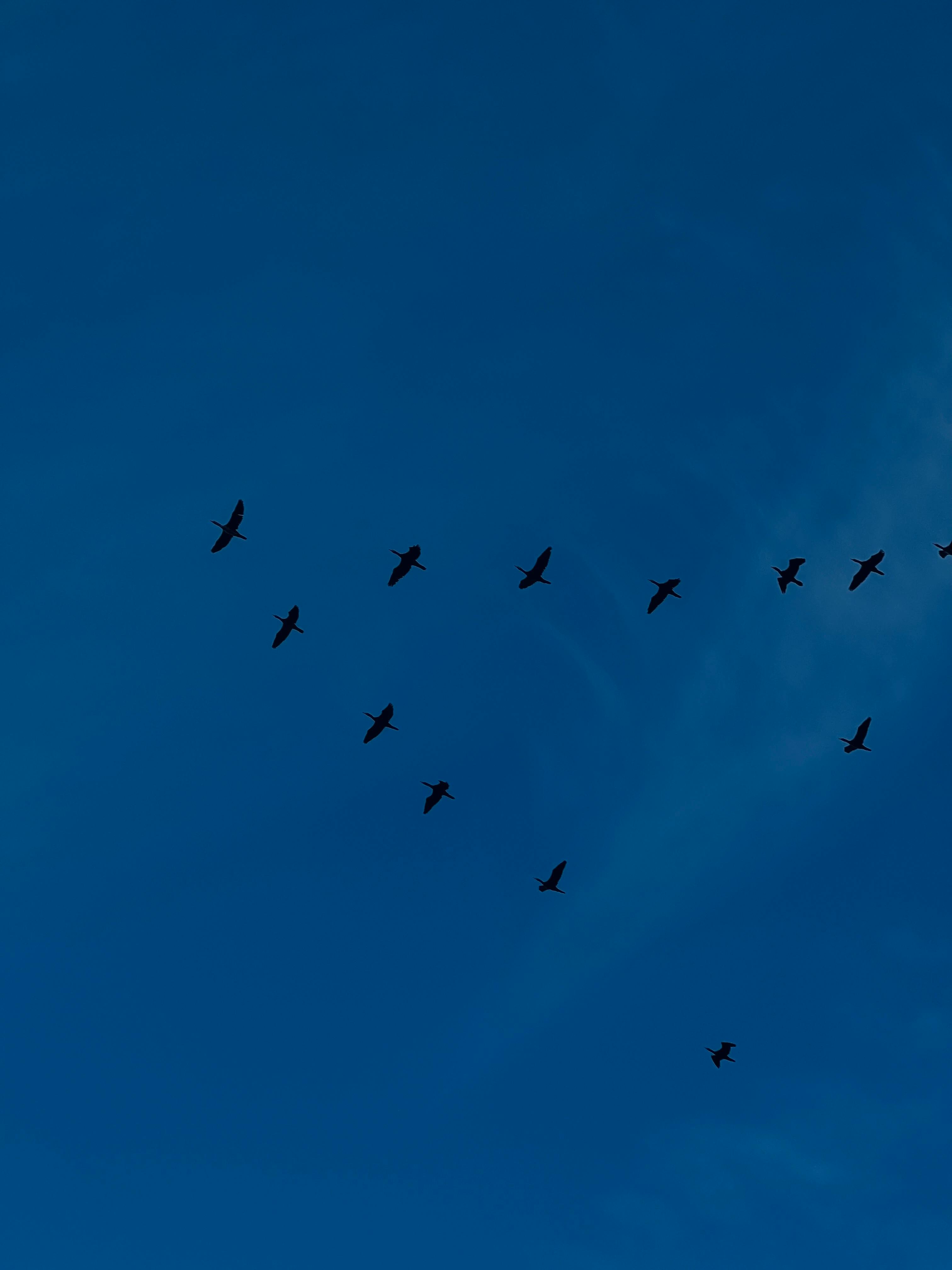 A Flock of Birds in Formation Flying · Free Stock Photo