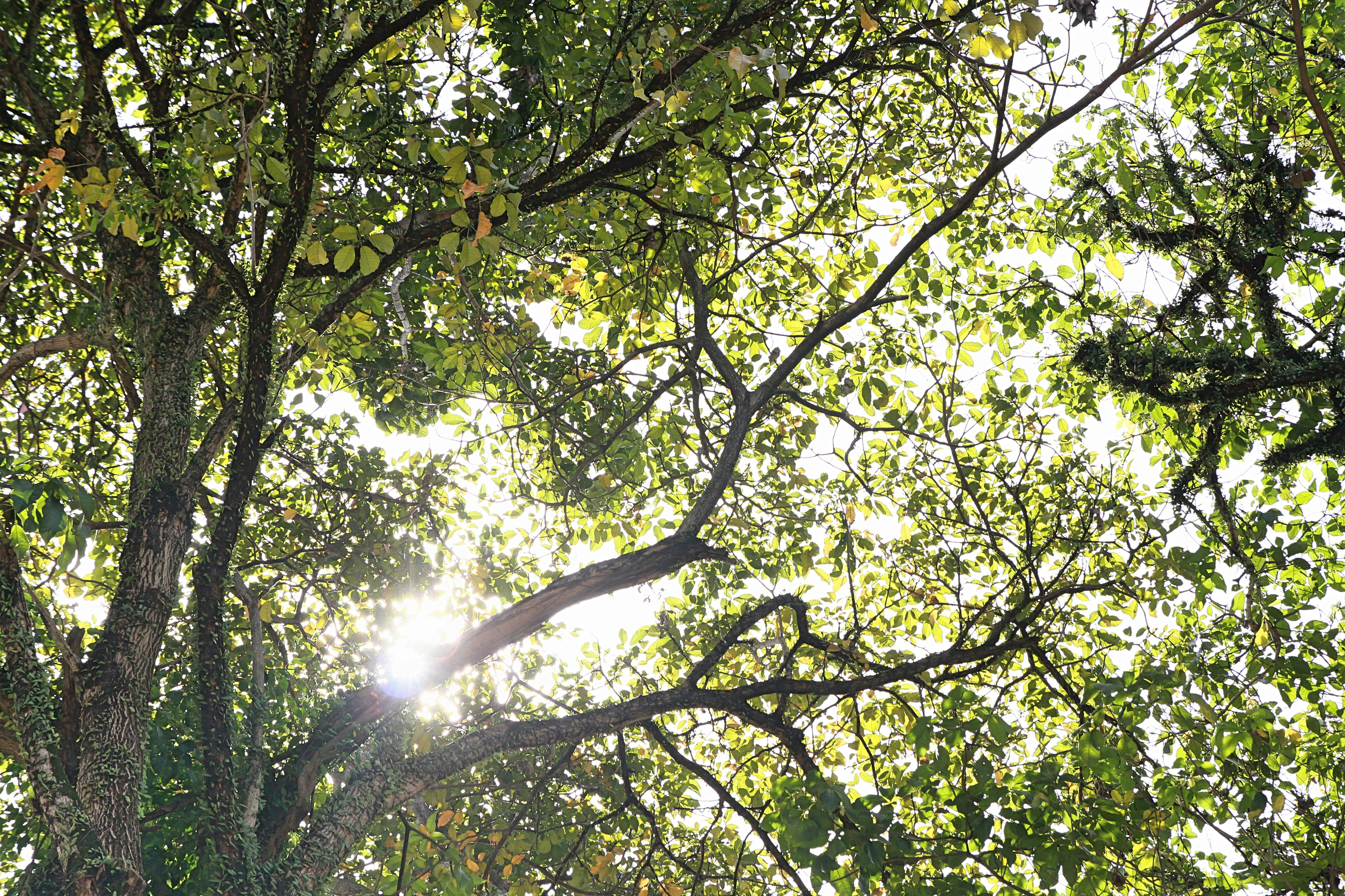 Foto de stock gratuita sobre arboles, naturaleza, sol de la mañana