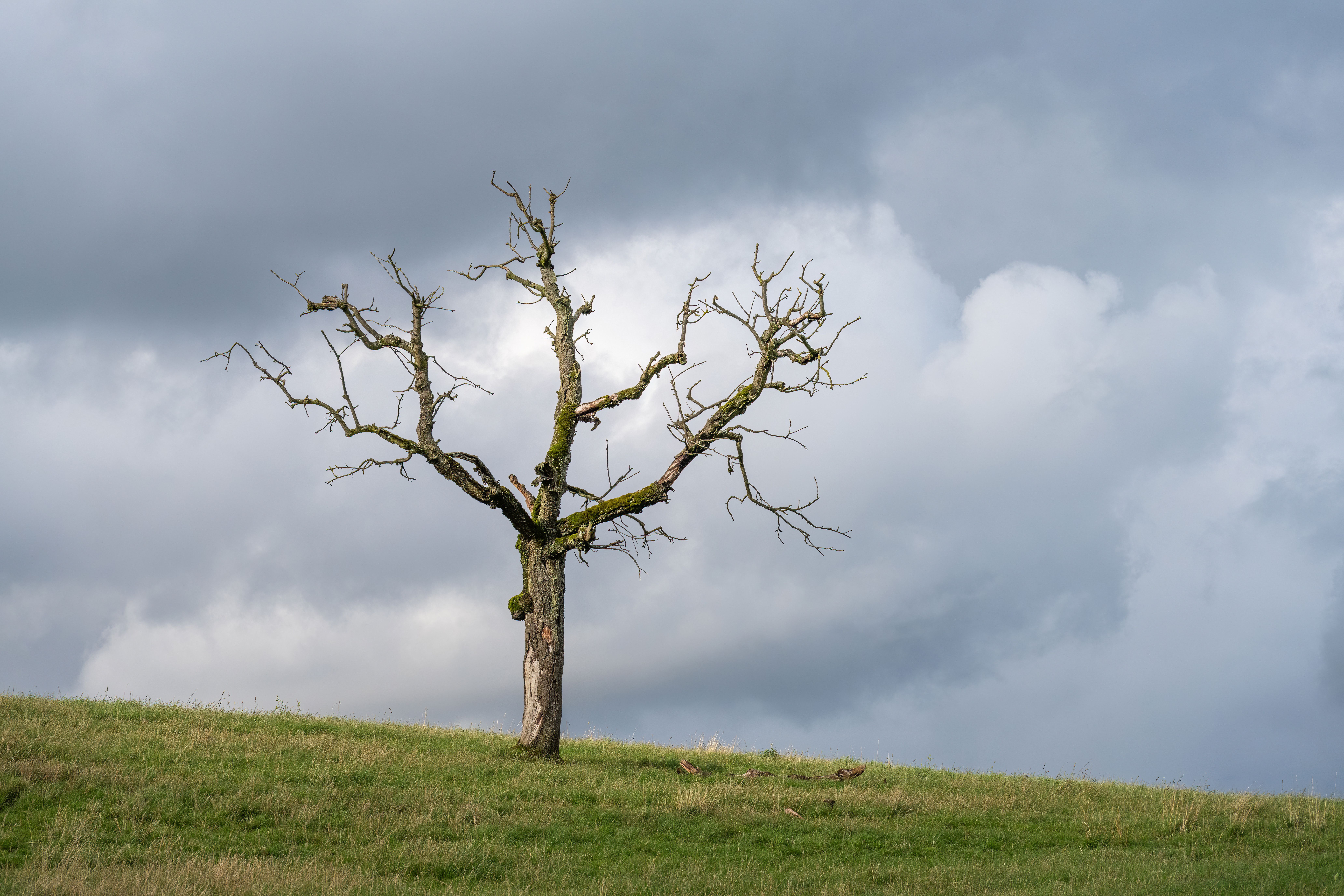 Foto de stock gratuita sobre aislado, al aire libre, árbol estéril ...