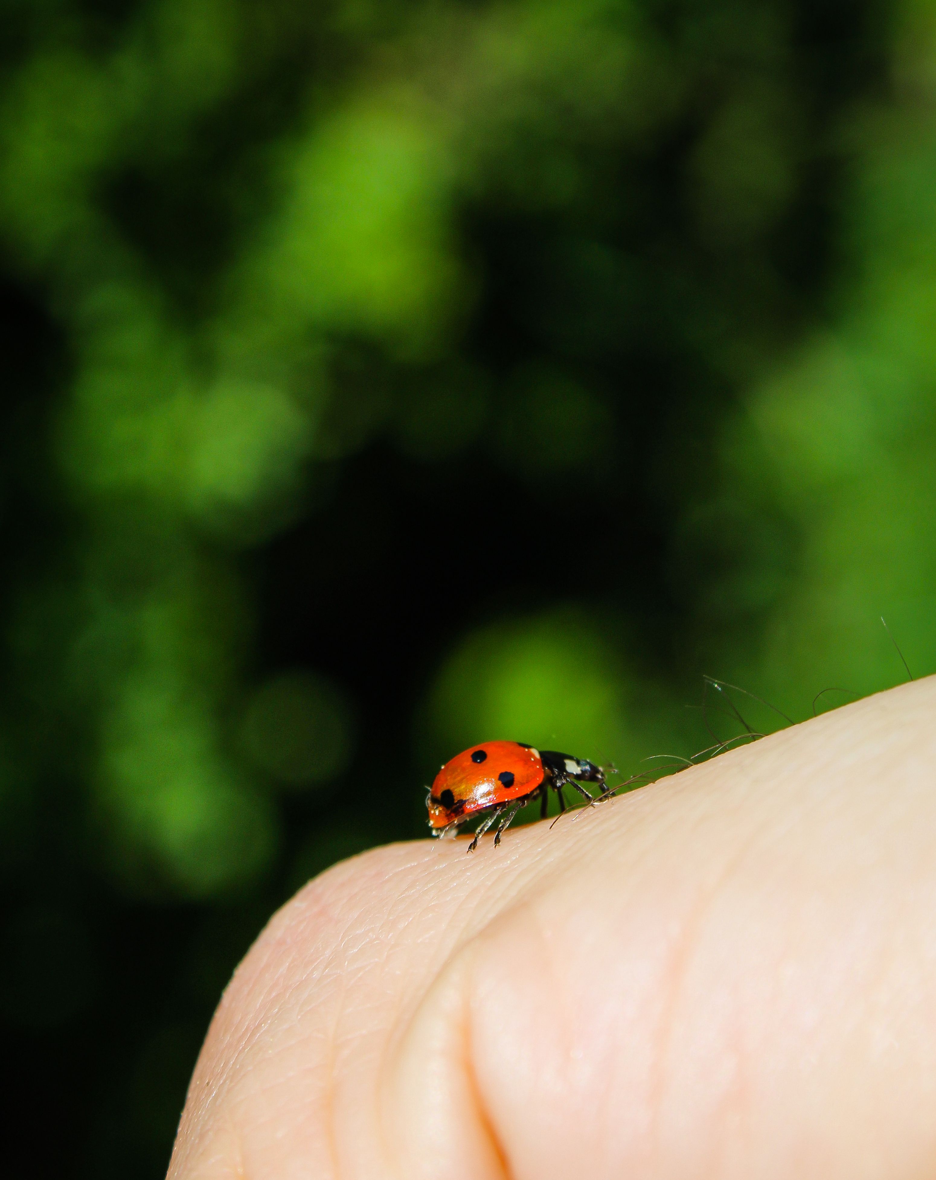 Ladybug Nest Photos, Download The BEST Free Ladybug Nest Stock Photos ...