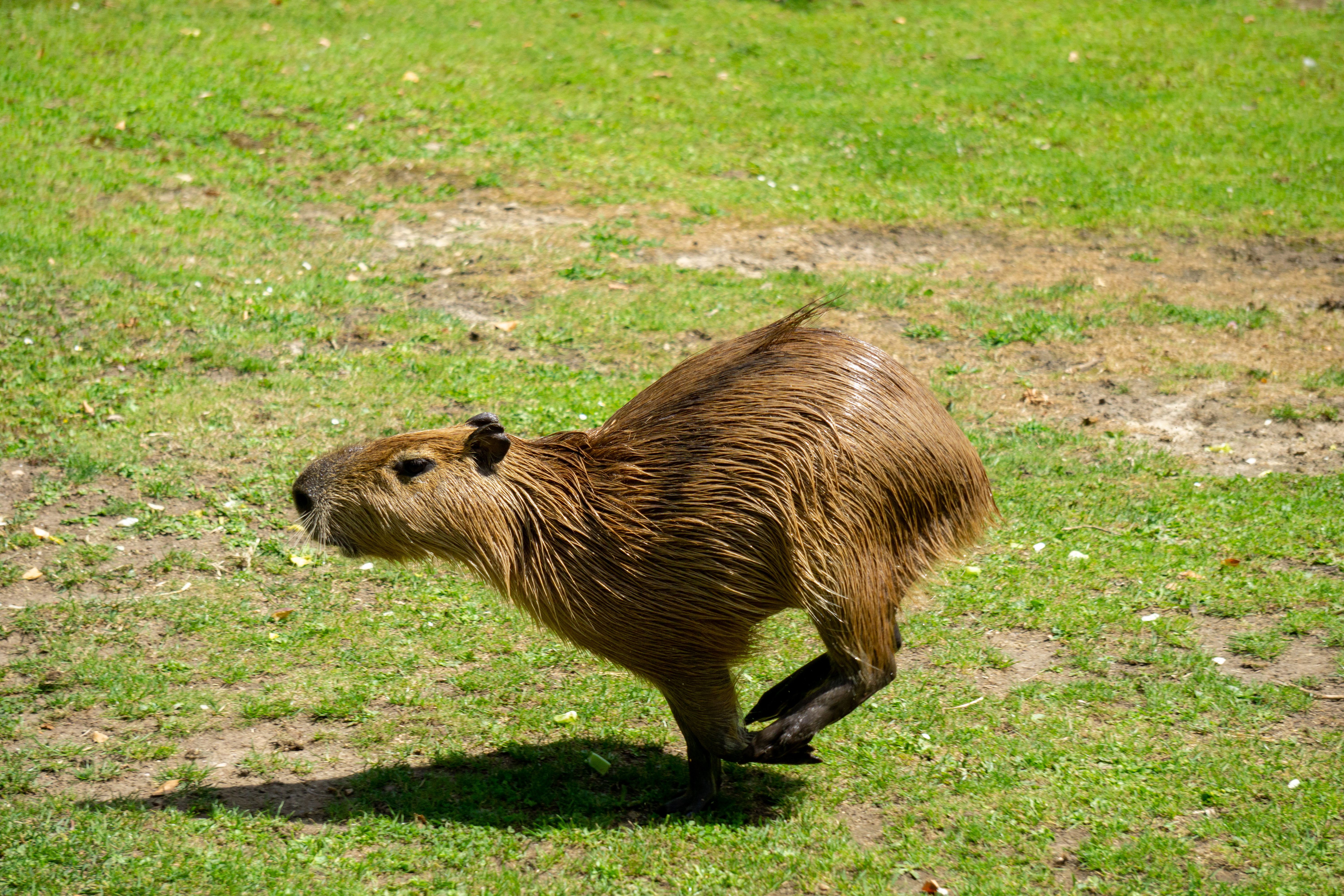 Foto de stock gratuita sobre acción, al aire libre, animal, animal ...