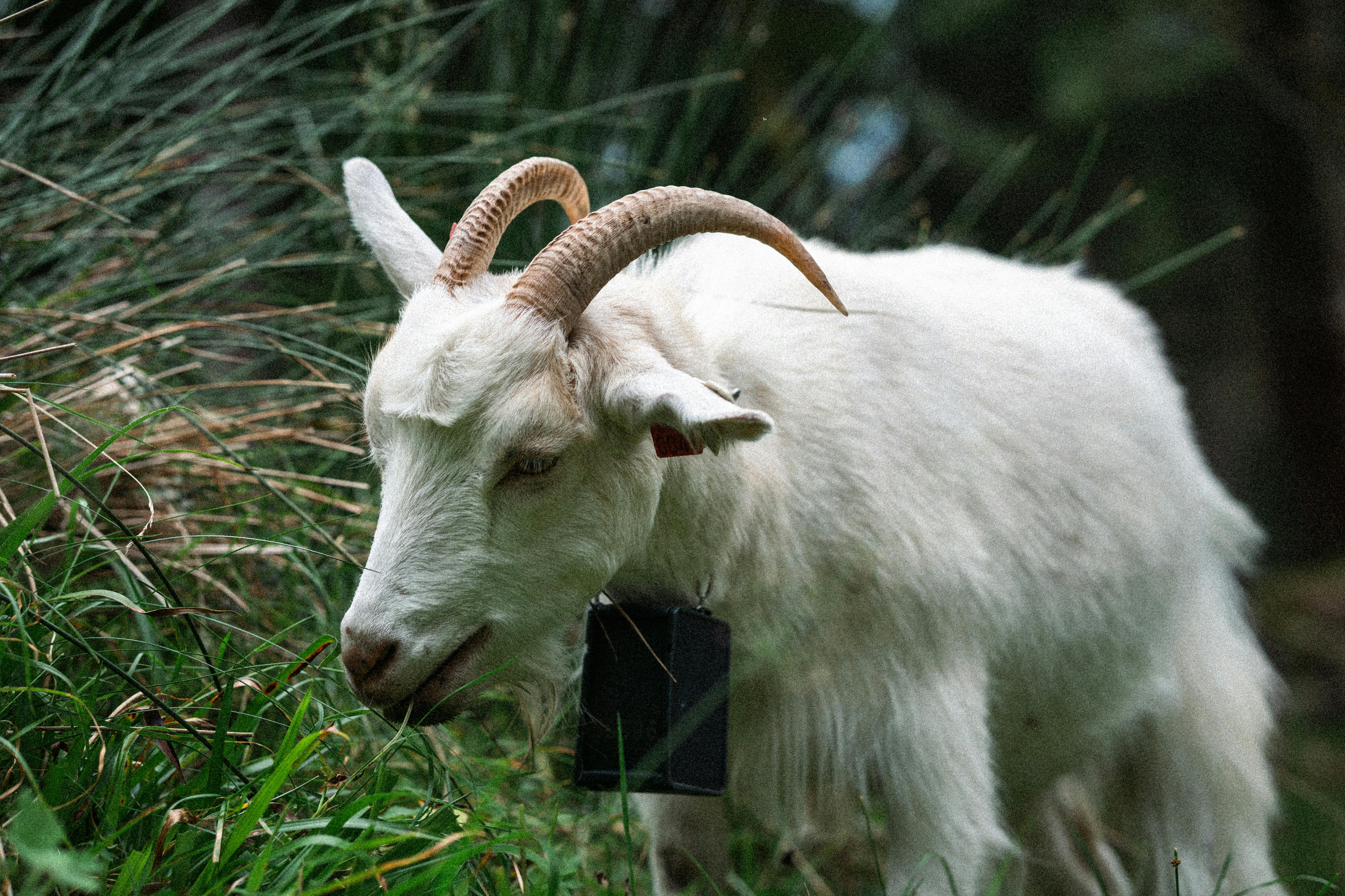 White Goat with Bell · Free Stock Photo