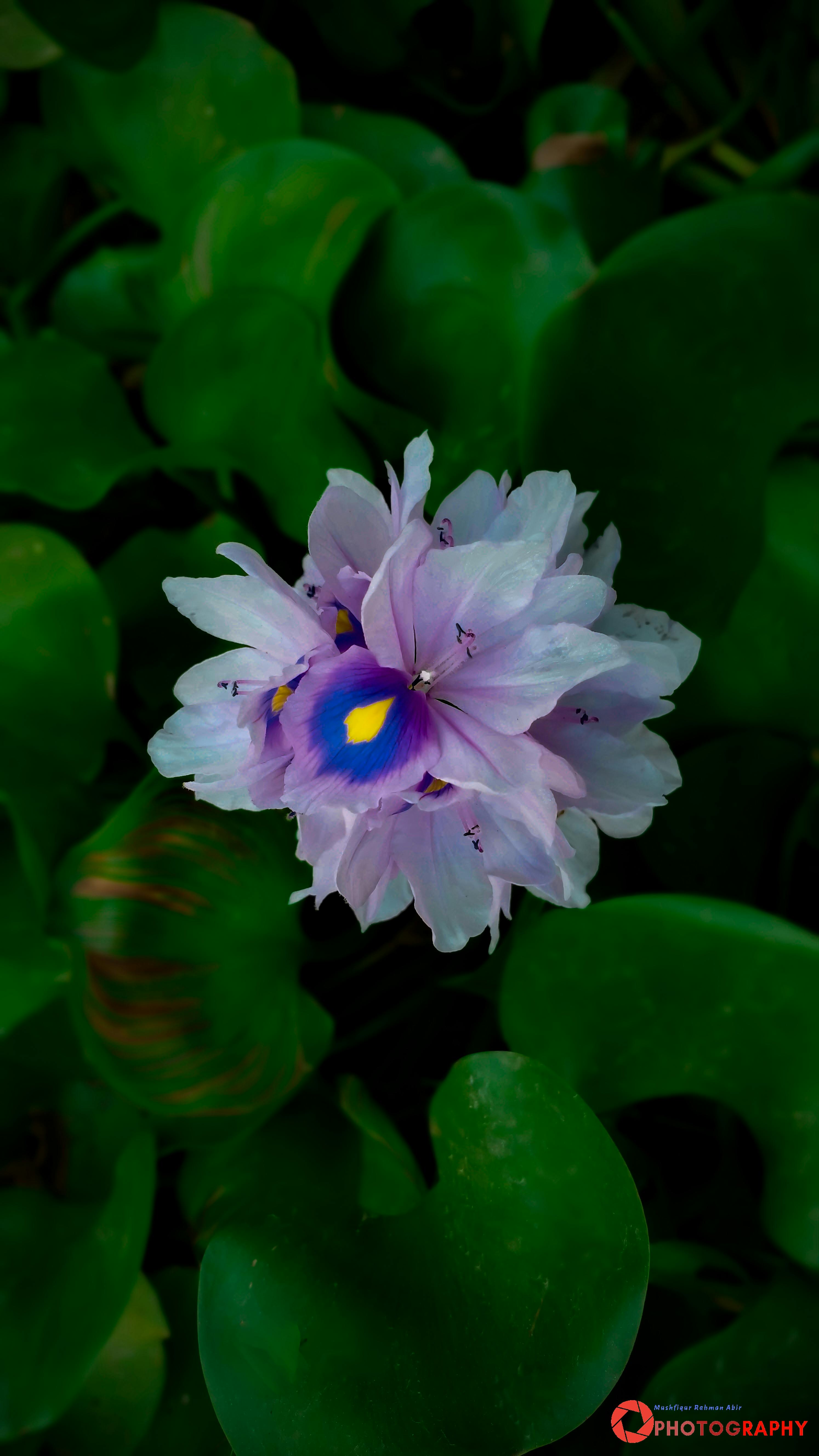 Free stock photo of Bangladeshi Flower, Eichhornia crassipes, flower