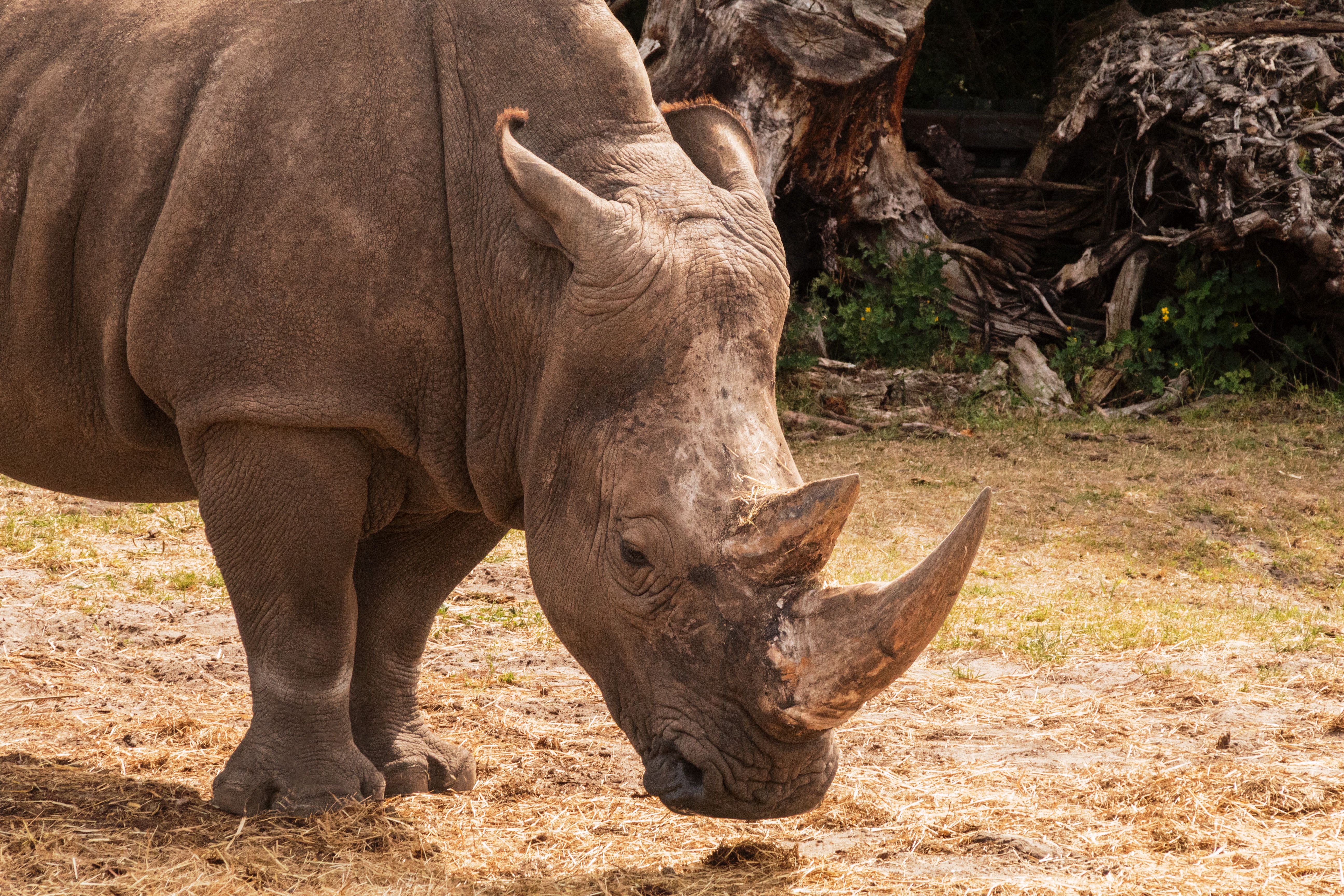 Close-Up Shot of a Rhinoceros · Free Stock Photo