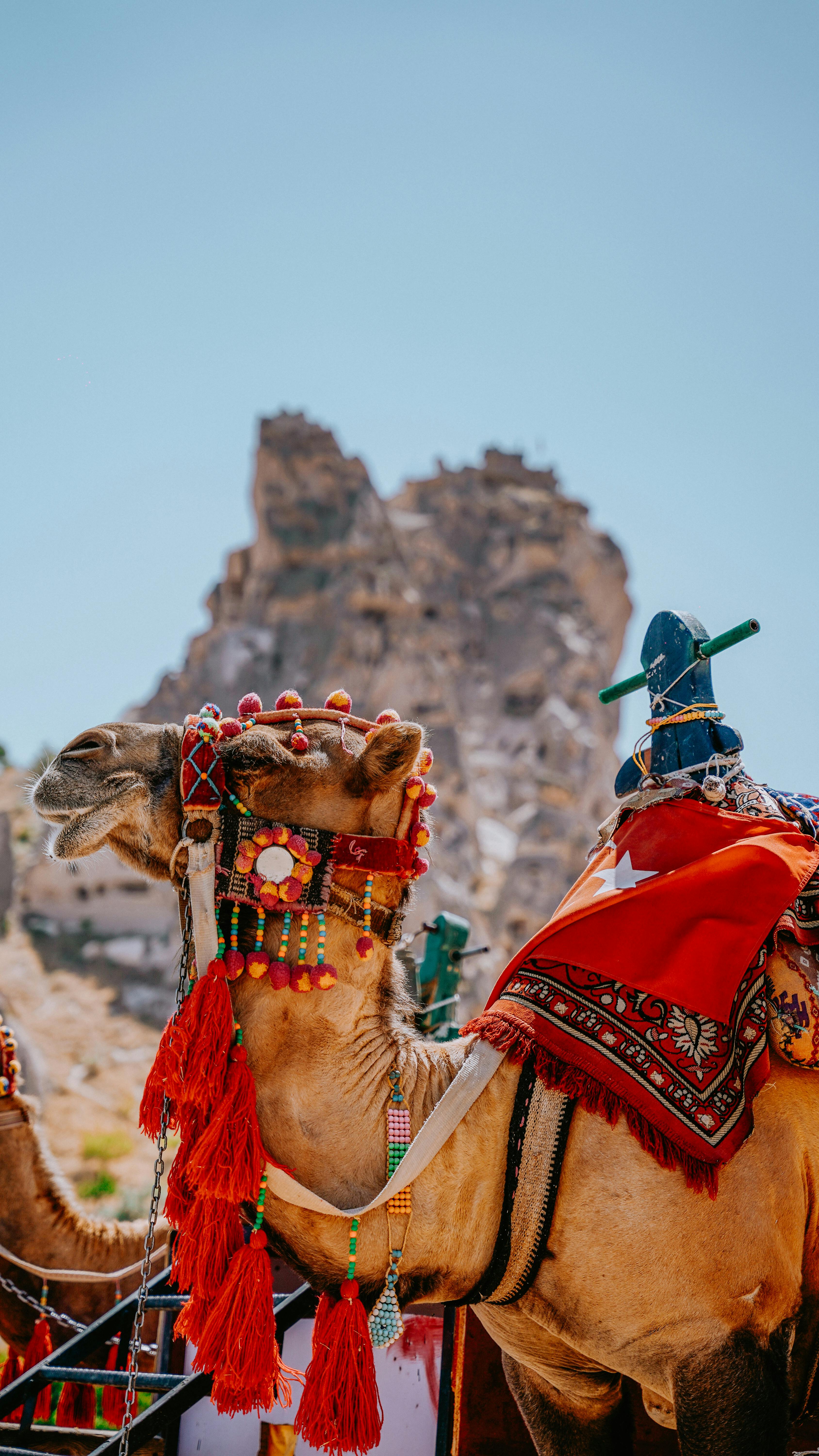 Camel with Decorated, Handmade Harness and Saddle · Free Stock Photo