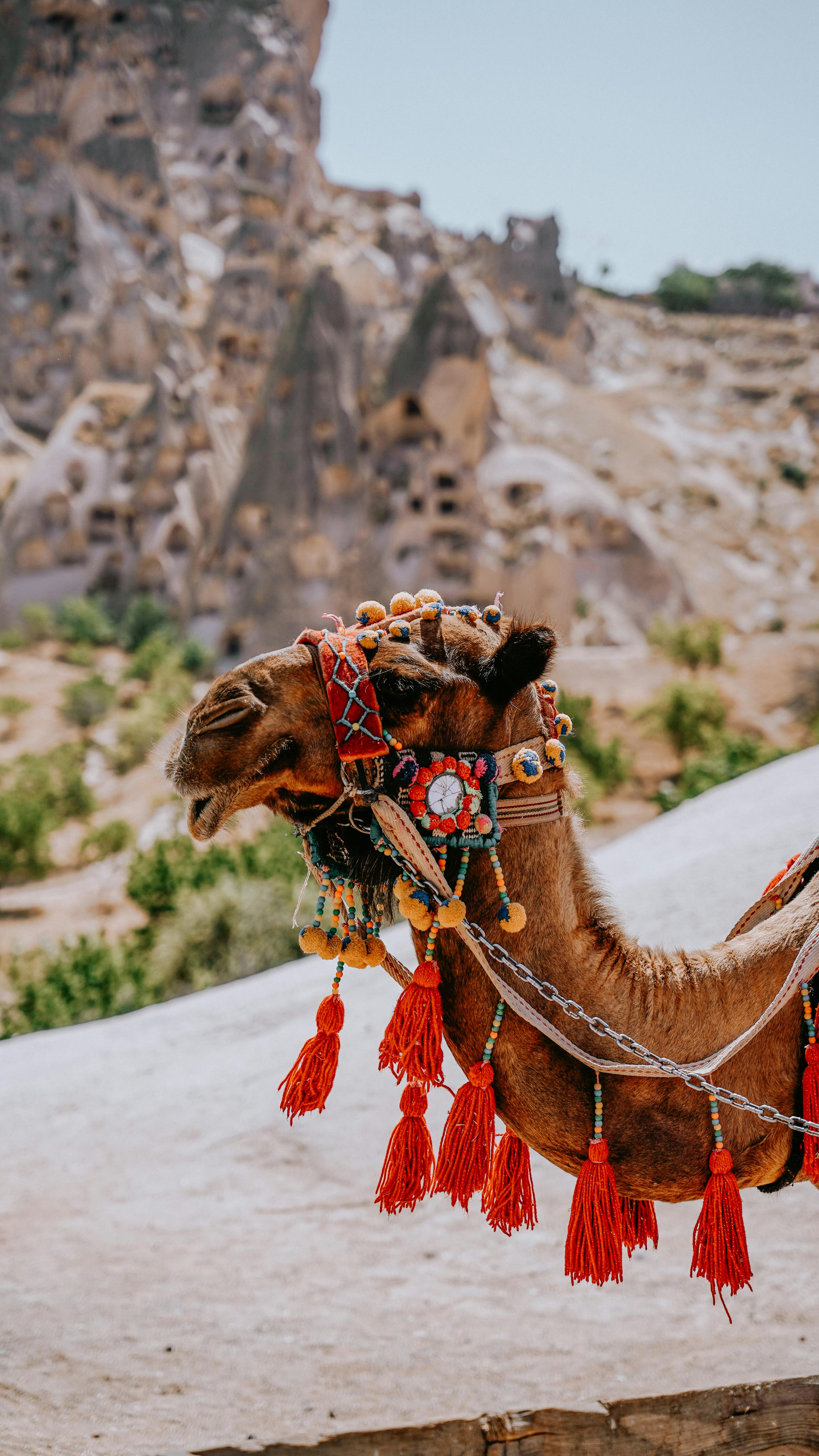 Camel in Harness in Cappadocia · Free Stock Photo