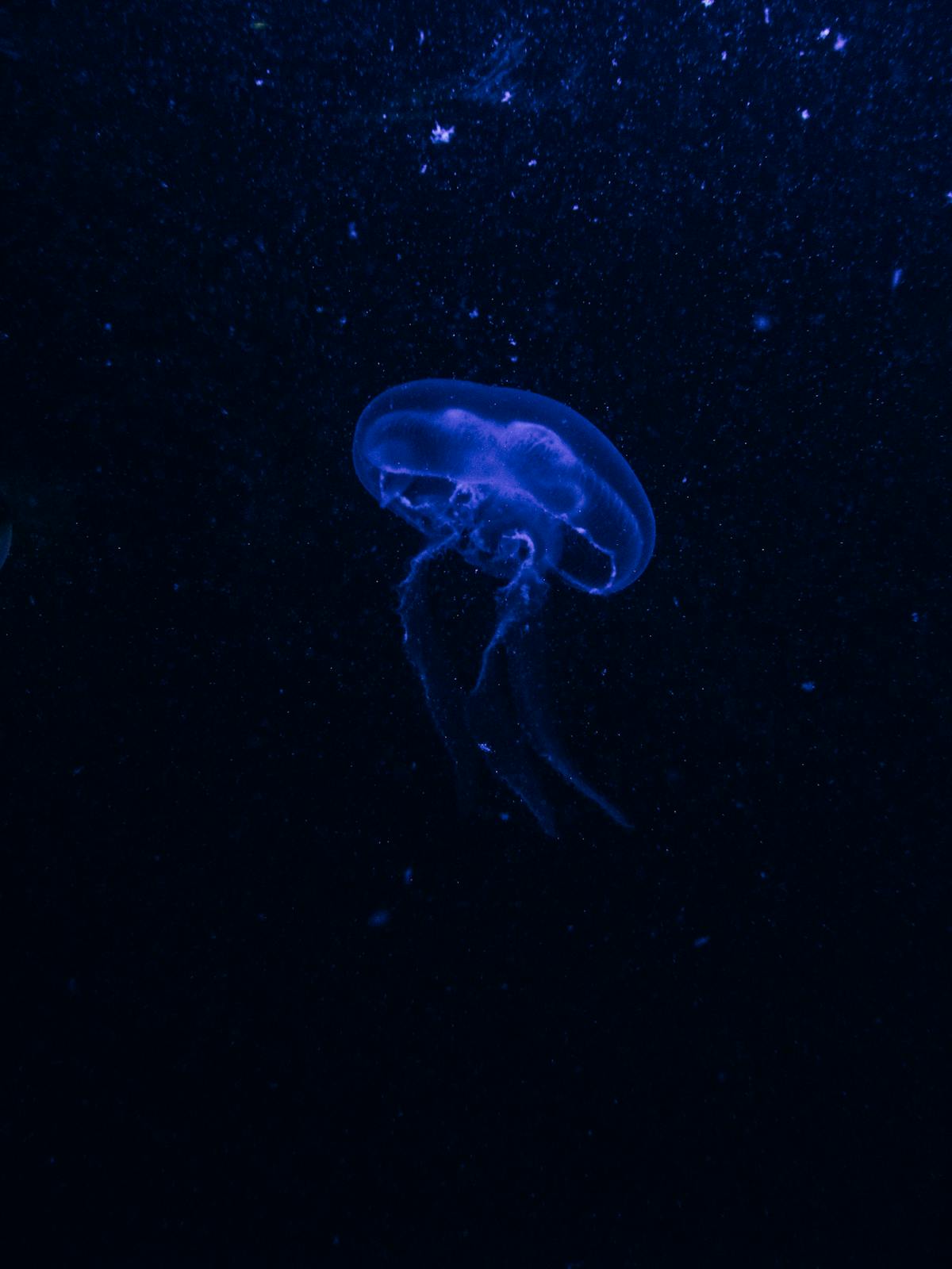 Deep Sea Photos, Download The BEST Free Deep Sea Stock Photos & HD Images