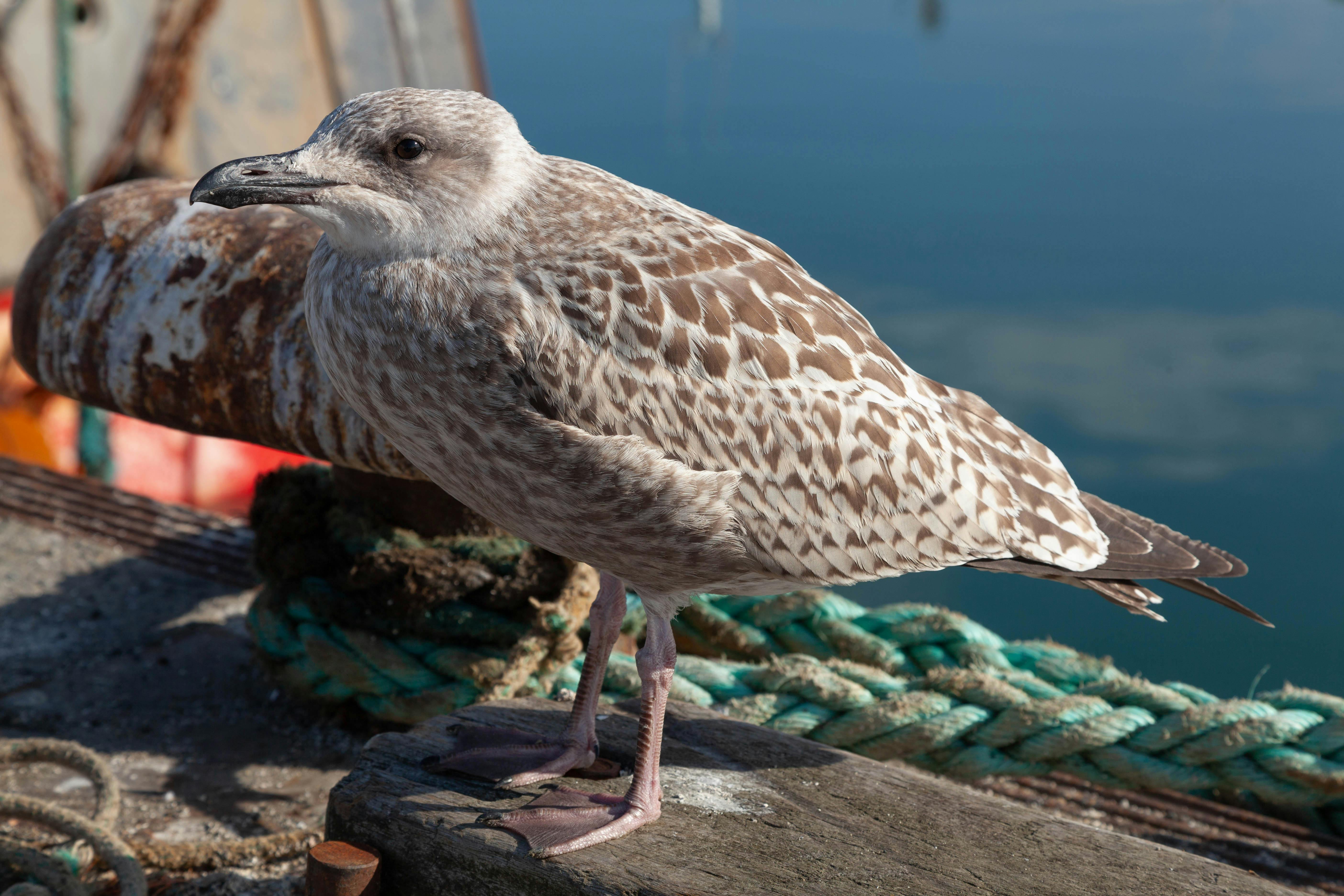 Close up of a Grey Gull · Free Stock Photo