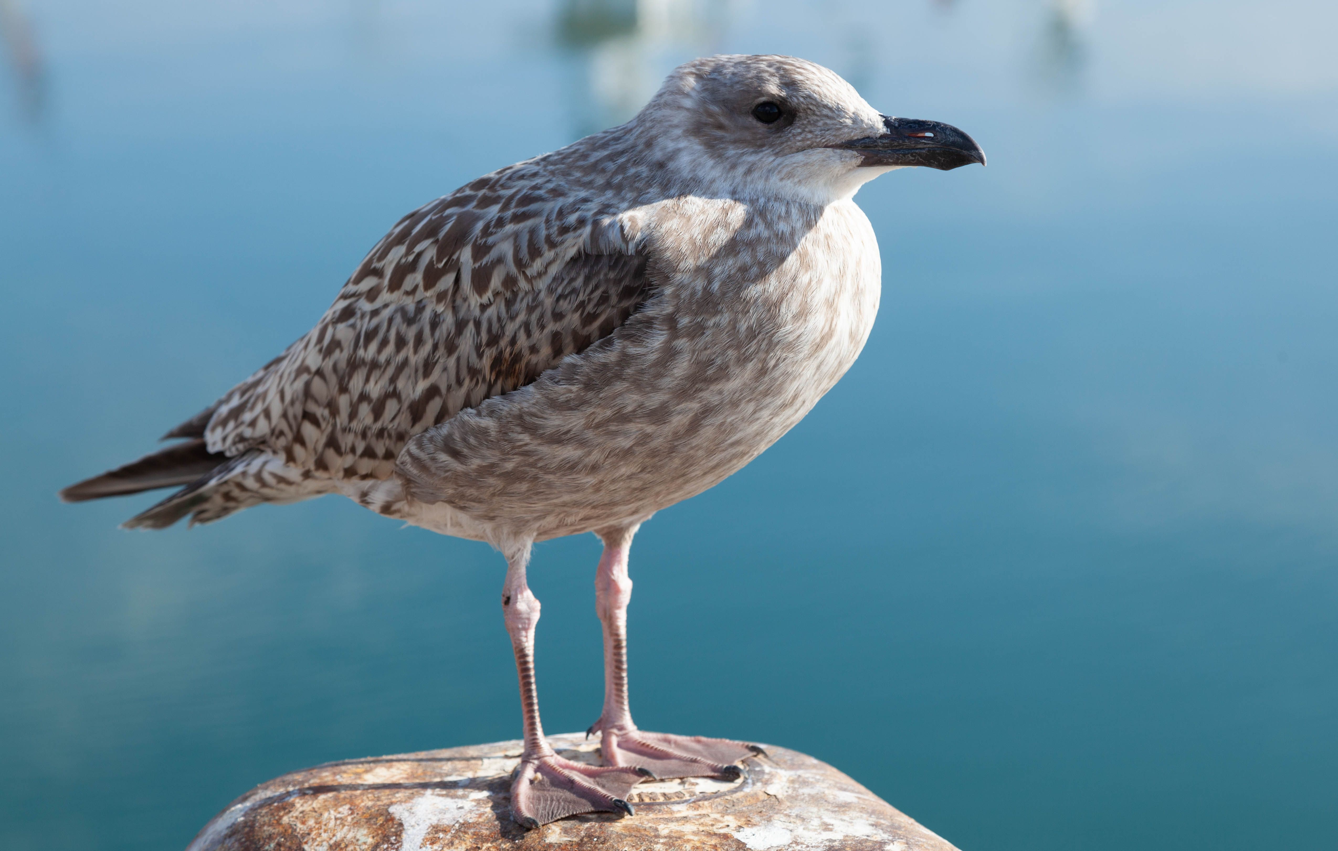 Bird At Sea Photos, Download The BEST Free Bird At Sea Stock Photos ...
