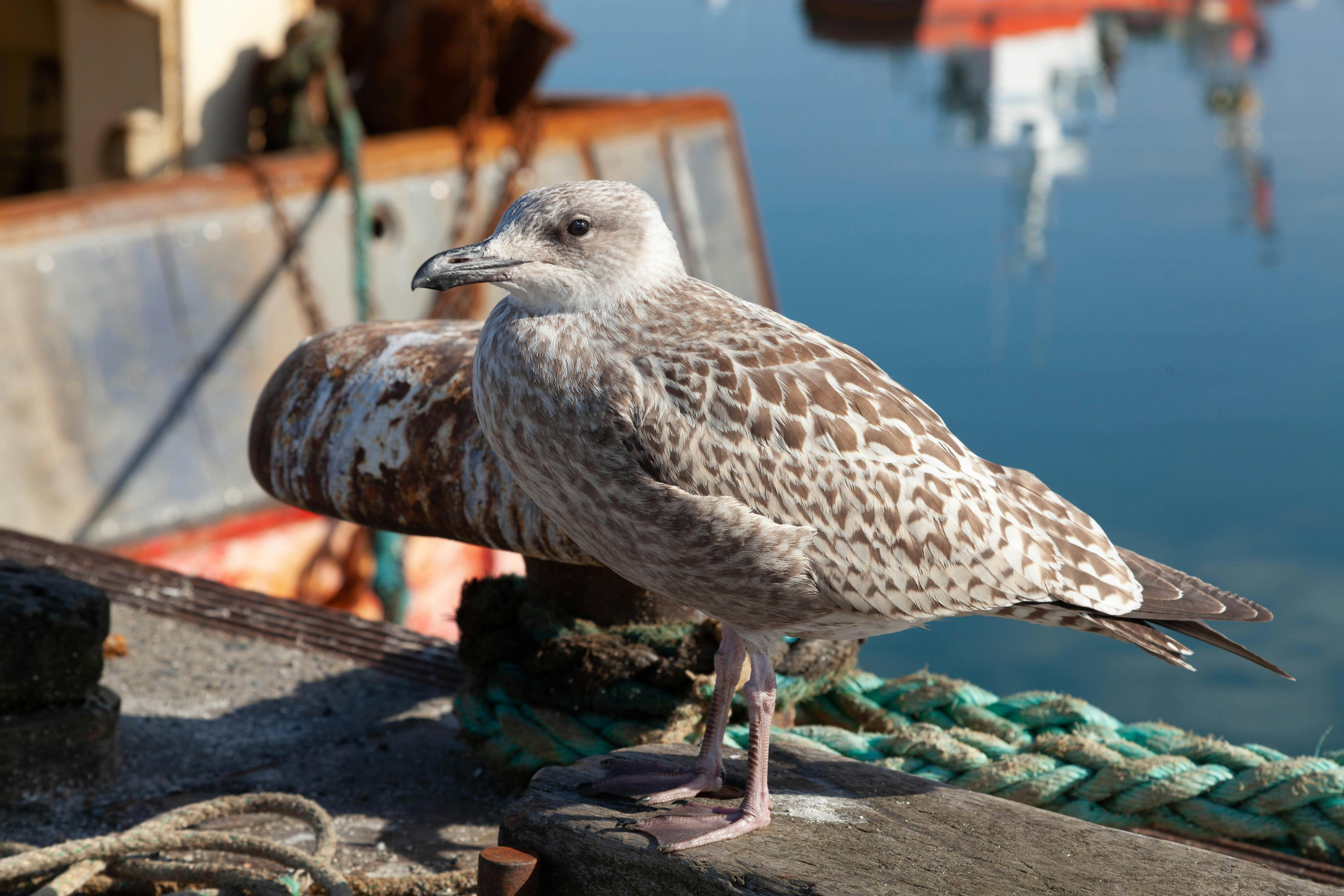 Close up of a Grey Gull · Free Stock Photo