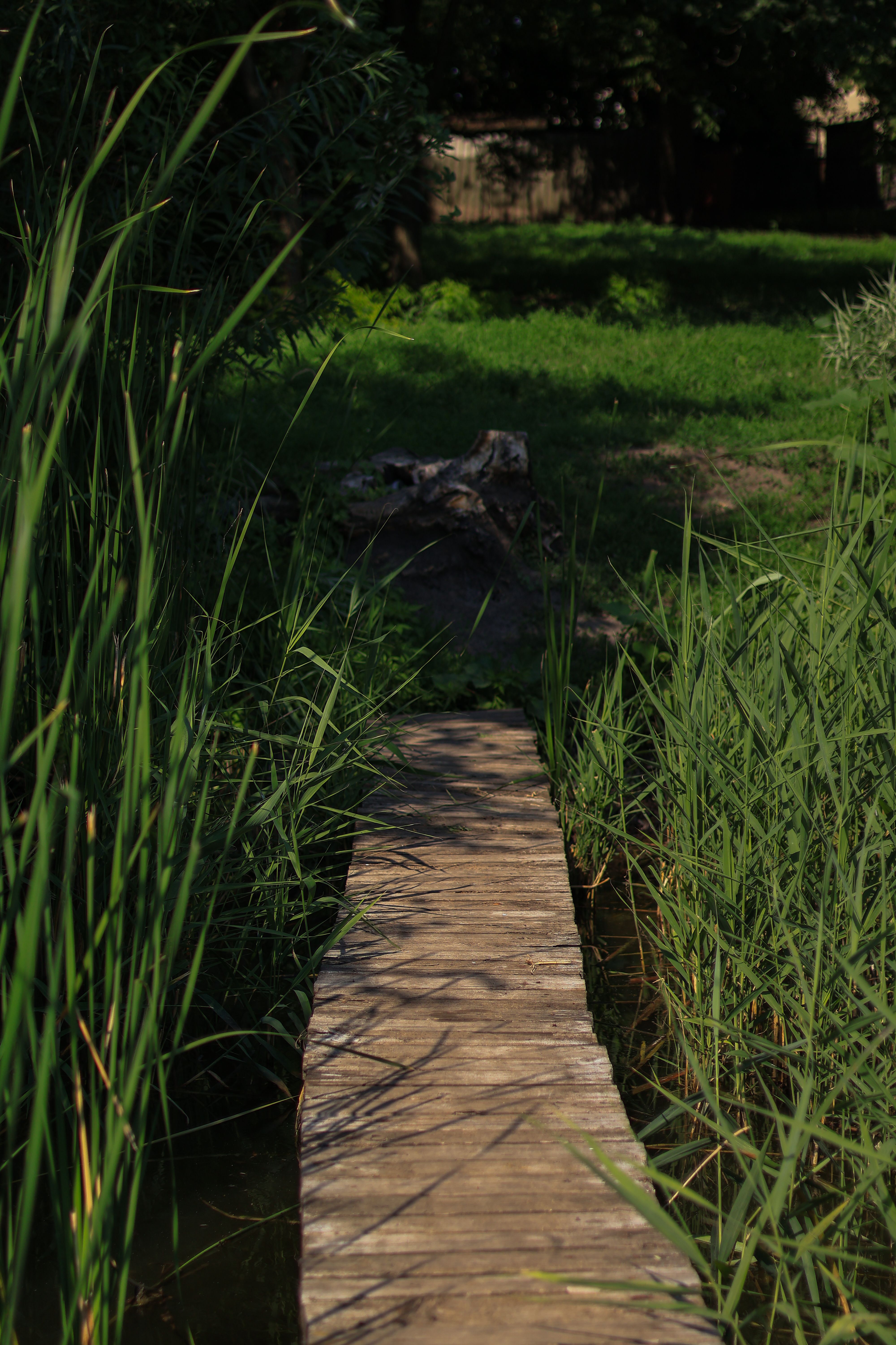Wooden Jetty Across the Reeds · Free Stock Photo