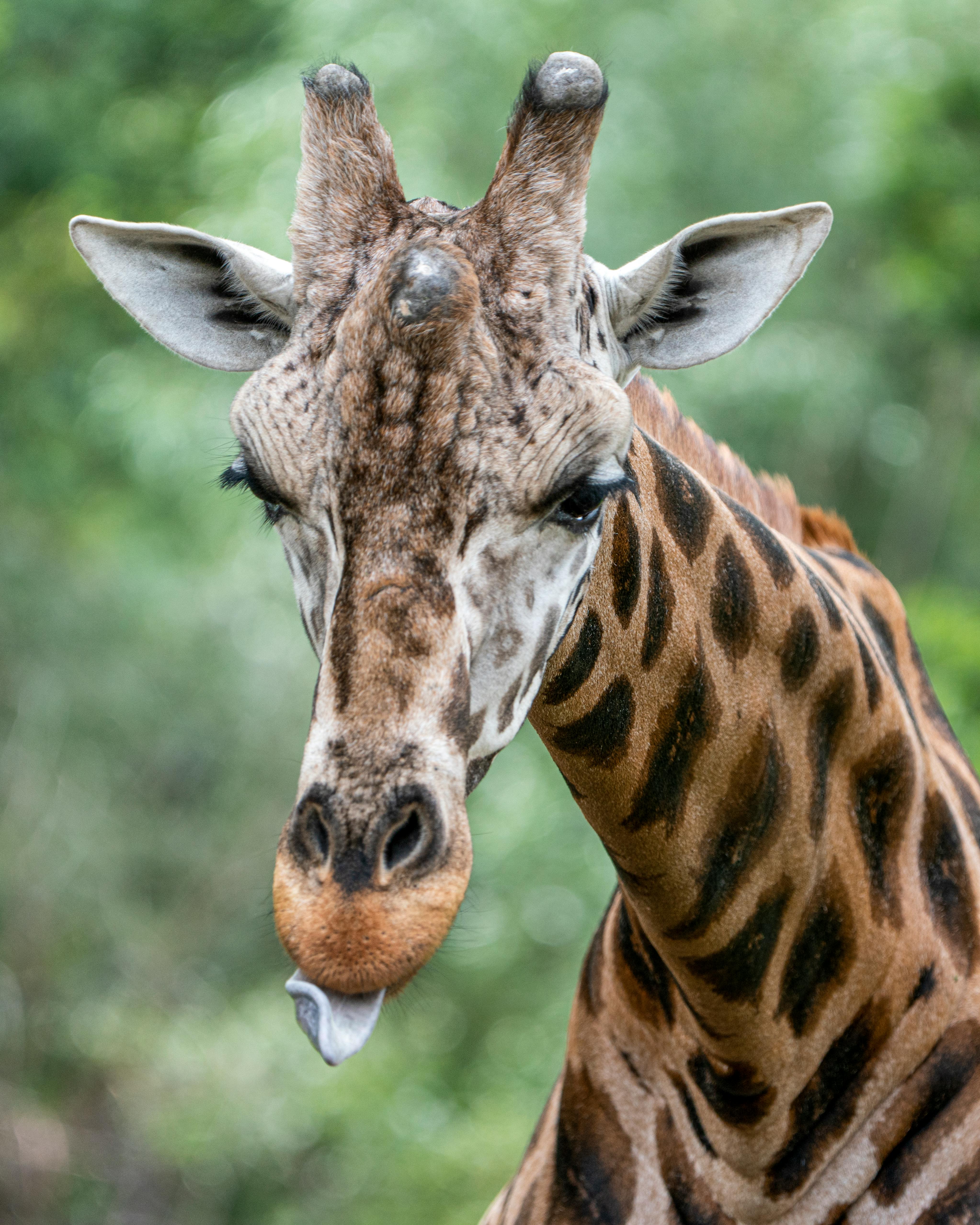 Giraffe · Free Stock Photo