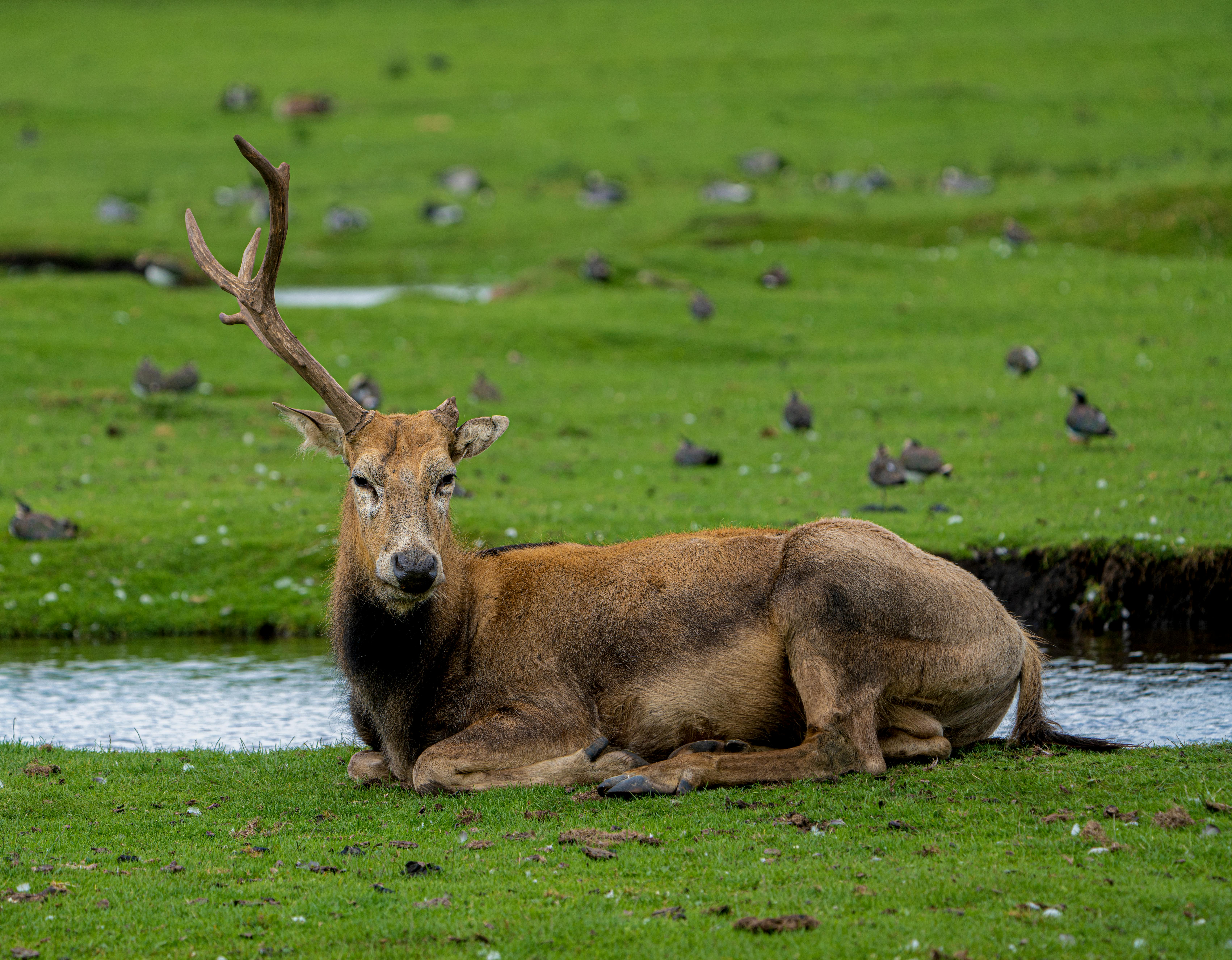 Stag Broken Photos, Download The BEST Free Stag Broken Stock Photos ...