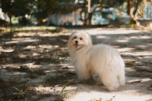Caring for Older Maltese Dogs: Health & Lifestyle Tips