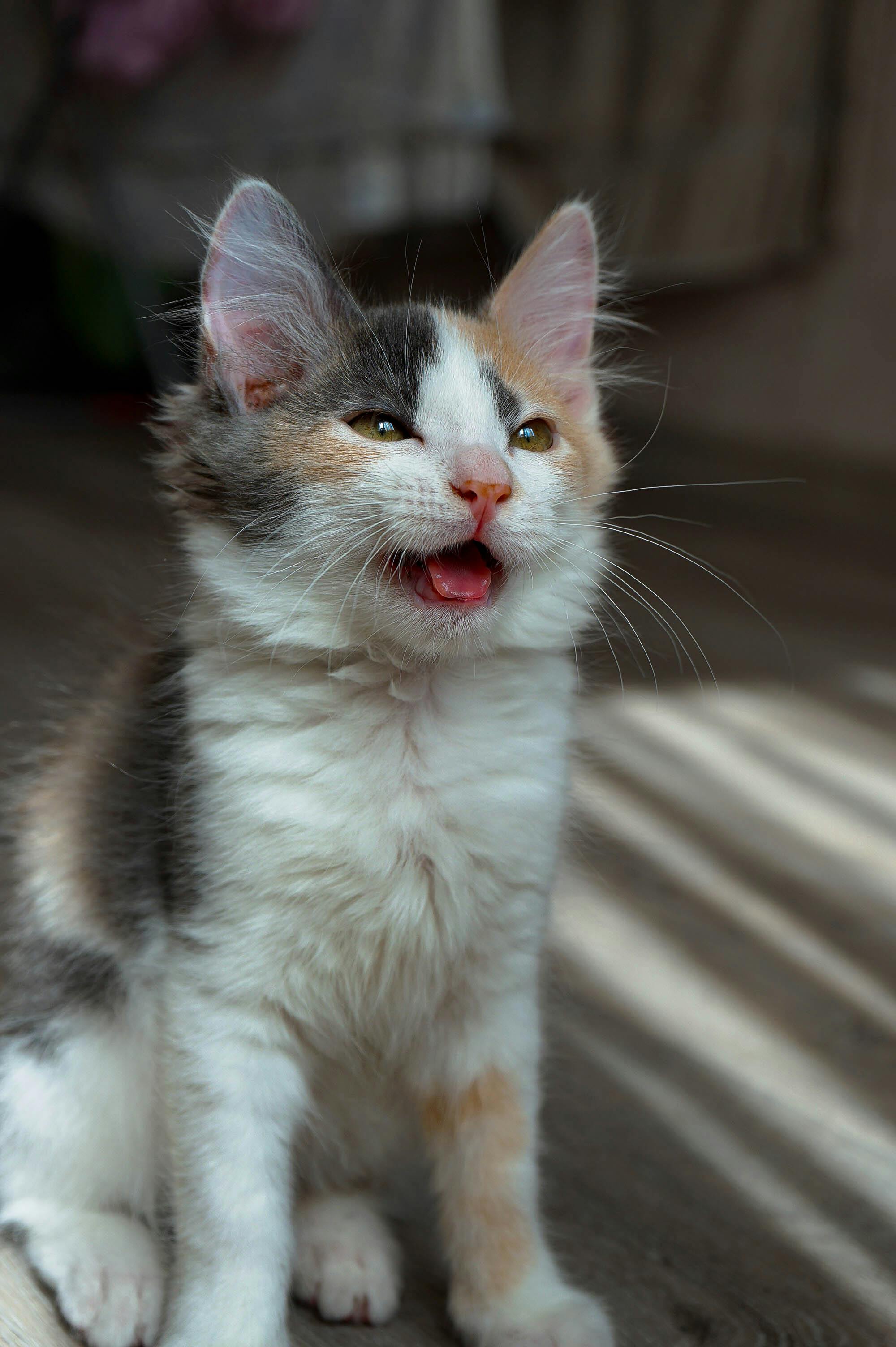 My Cat Photos, Download The BEST Free My Cat Stock Photos & HD Images